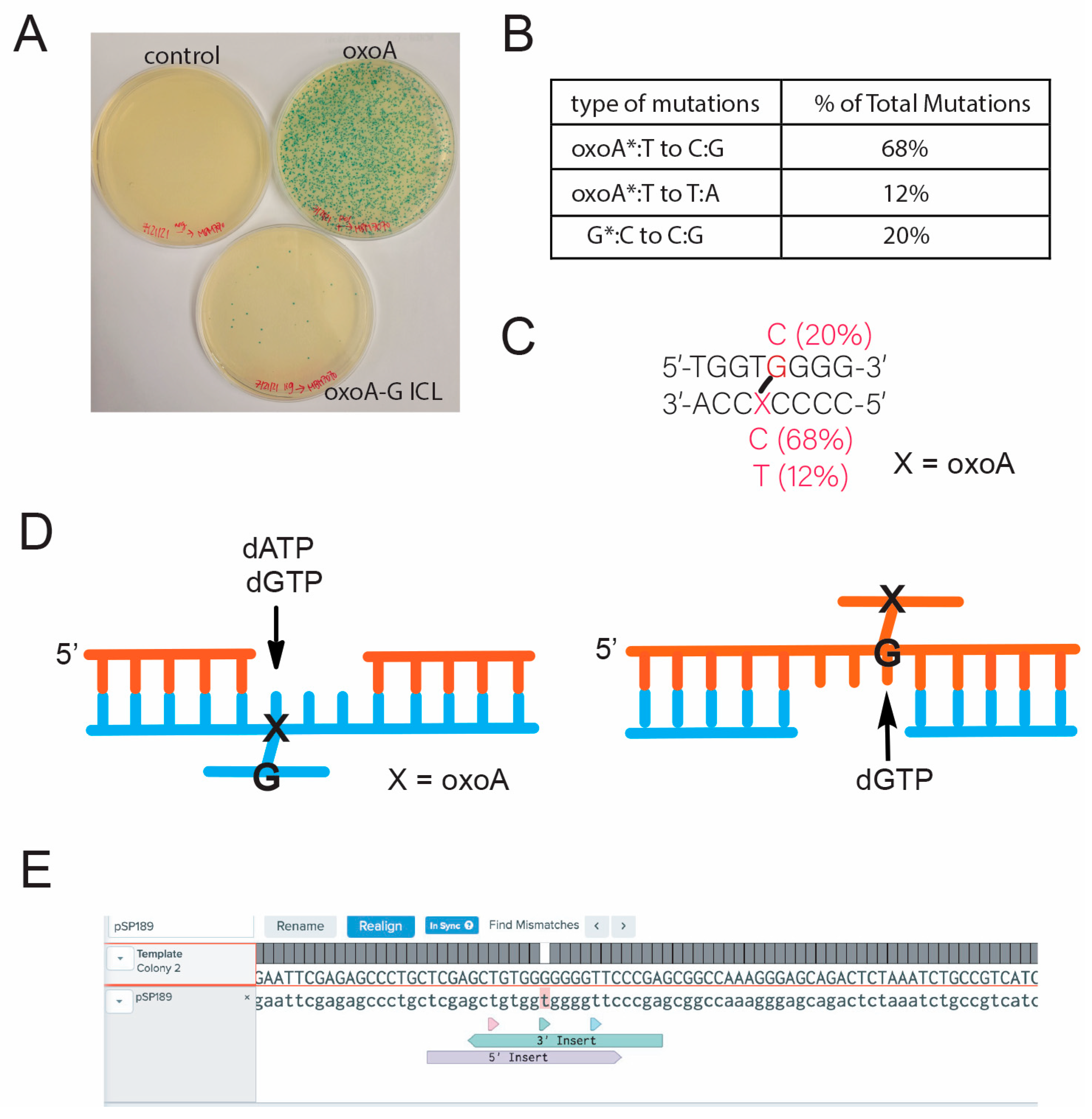 Mutagenic Potentials of DNA Interstrand Cross-Links Induced by 7,8 ...