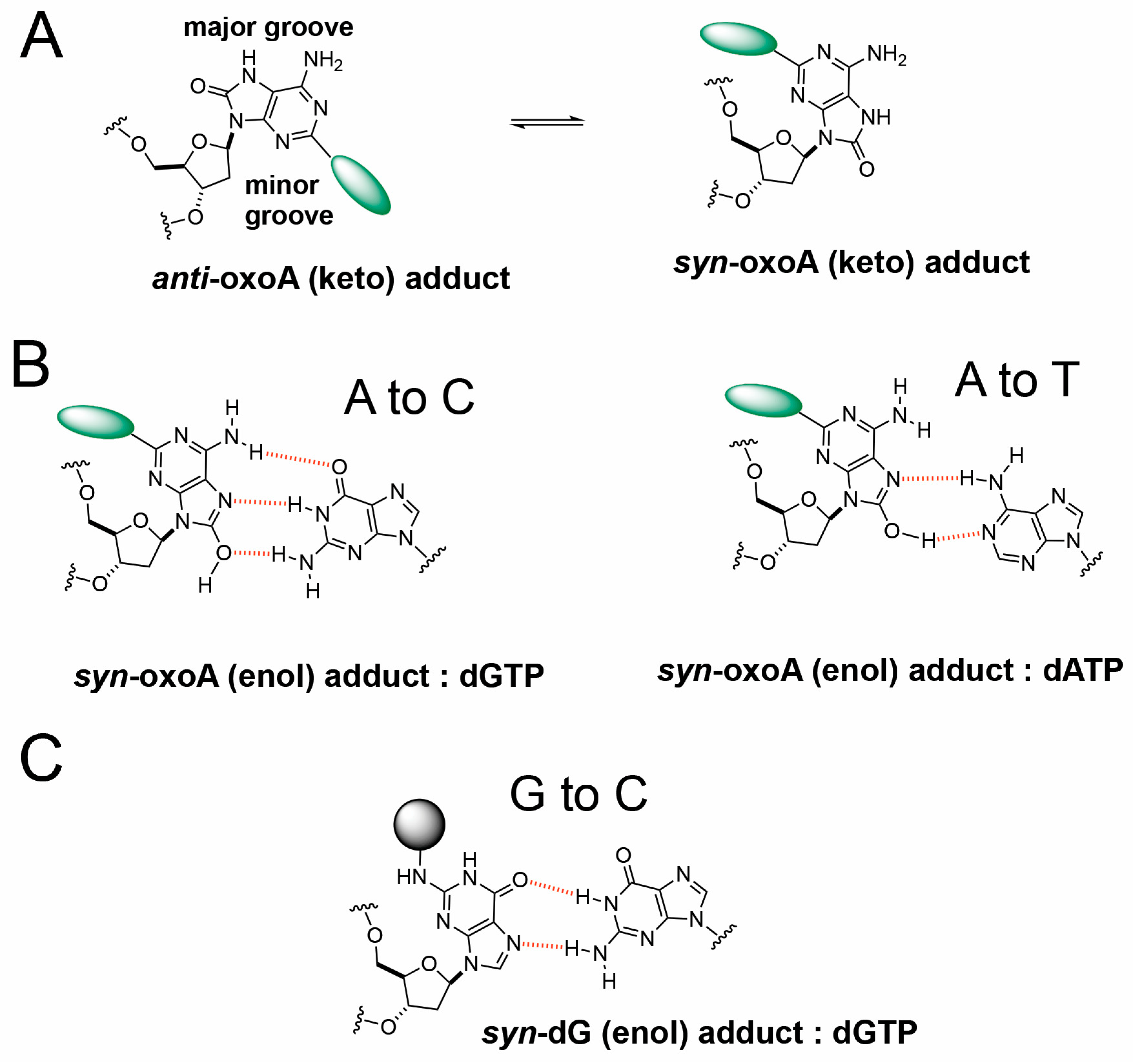 Mutagenic Potentials of DNA Interstrand Cross-Links Induced by 7,8 ...