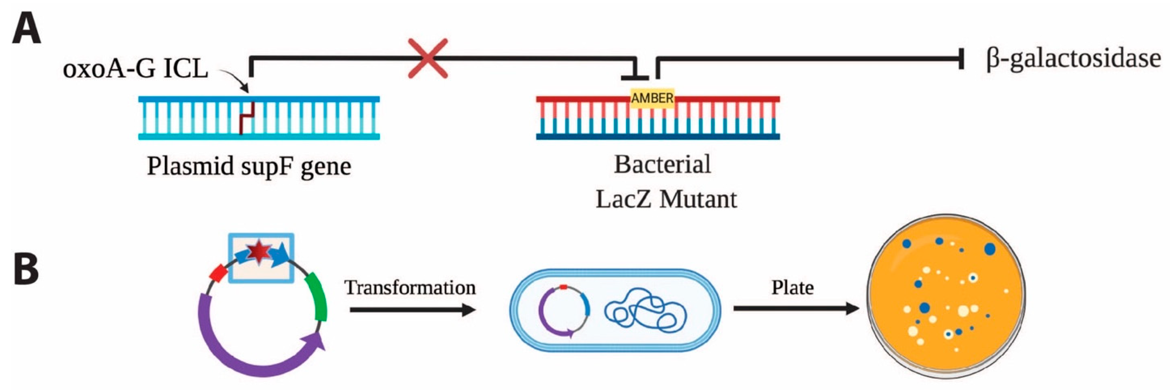 Mutagenic Potentials of DNA Interstrand Cross-Links Induced by 7,8 ...