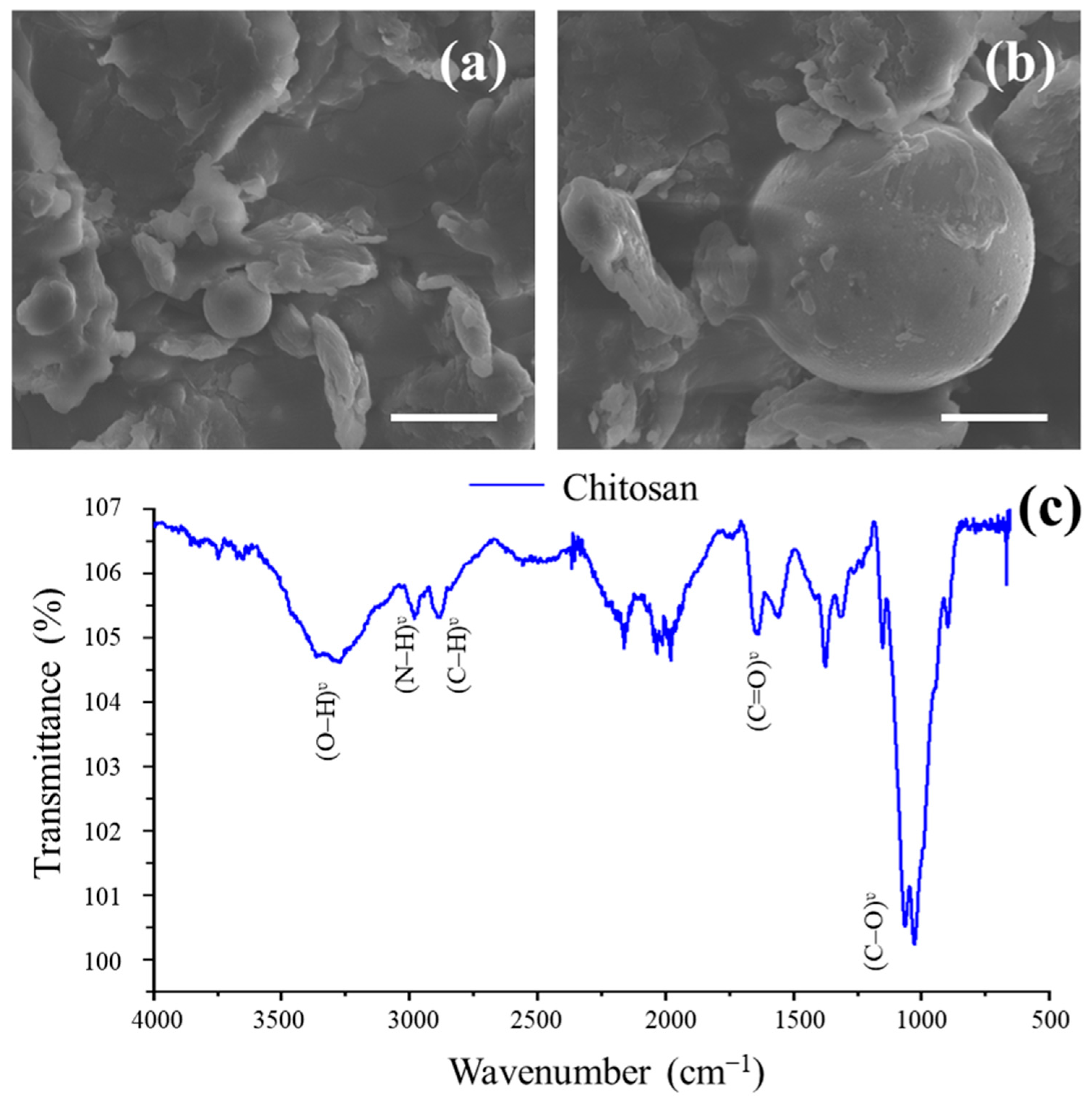 Chitosan Nanoparticles as a Biostimulant During In Vitro Multiplication ...