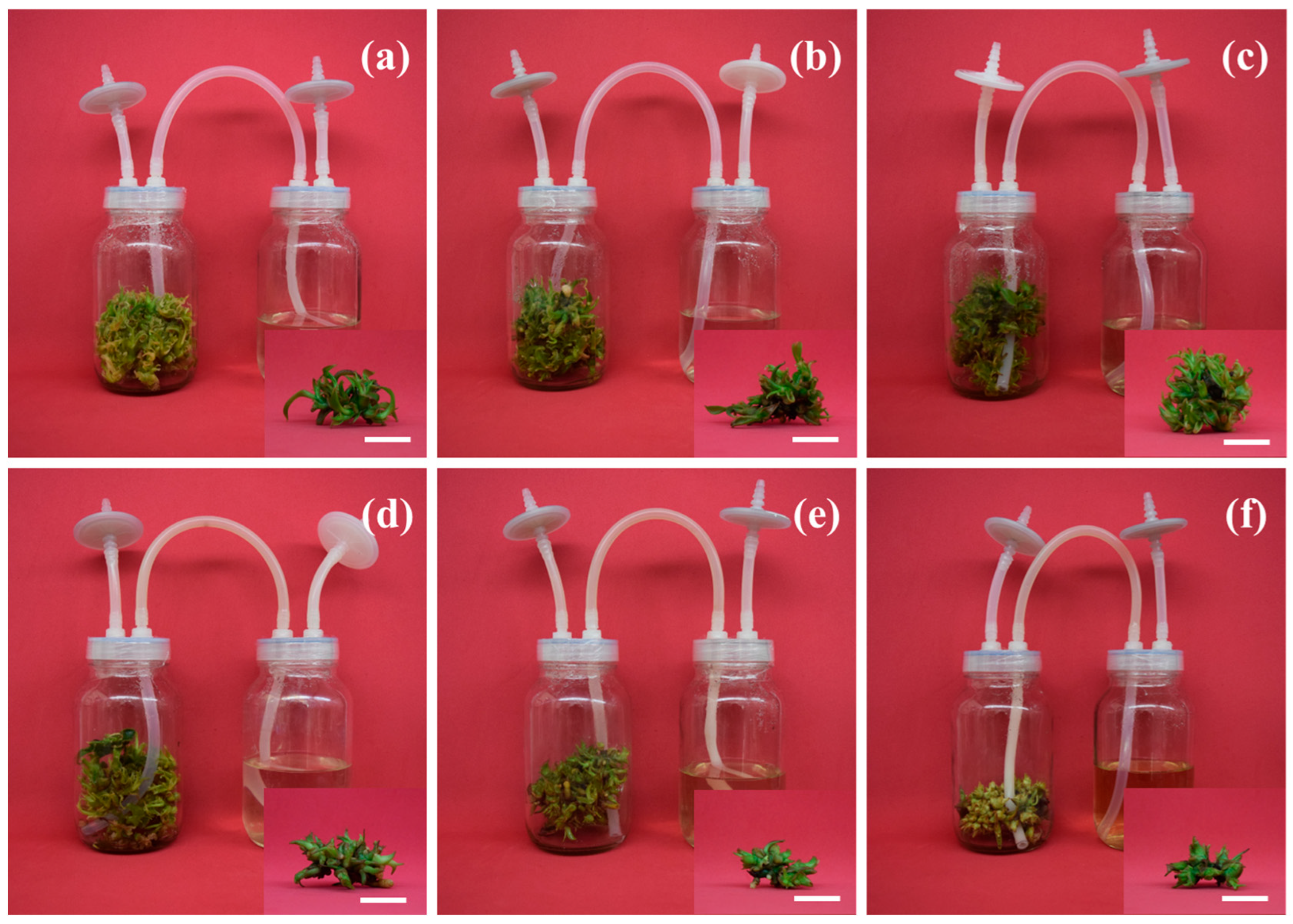 Chitosan Nanoparticles as a Biostimulant During In Vitro Multiplication ...