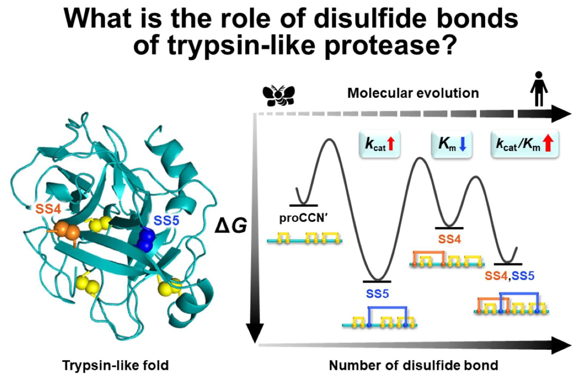 Structural and Catalytic Roles of the Disulfide Bonds Cys19–Cys154 and ...