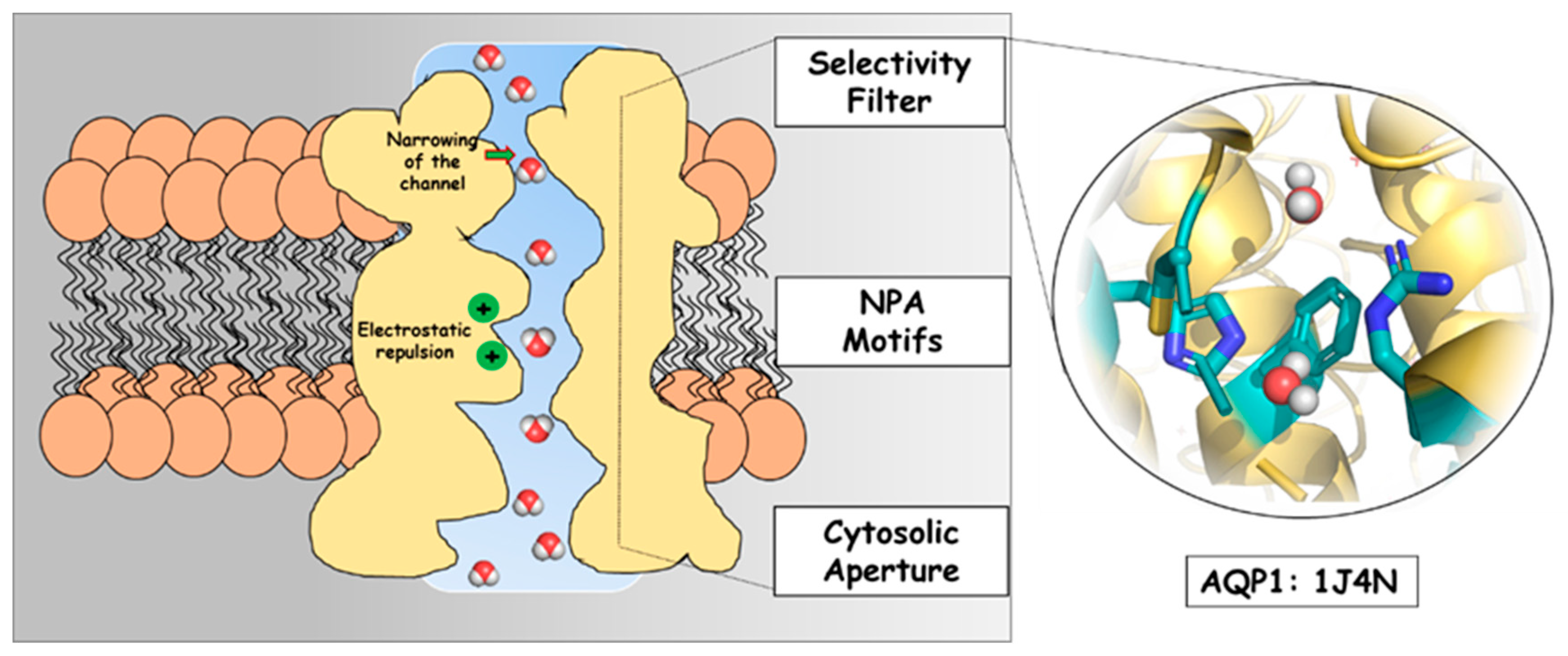Water Molecule(s) Inside the Selectivity Filter of Aquaporin 1: A DFT Study