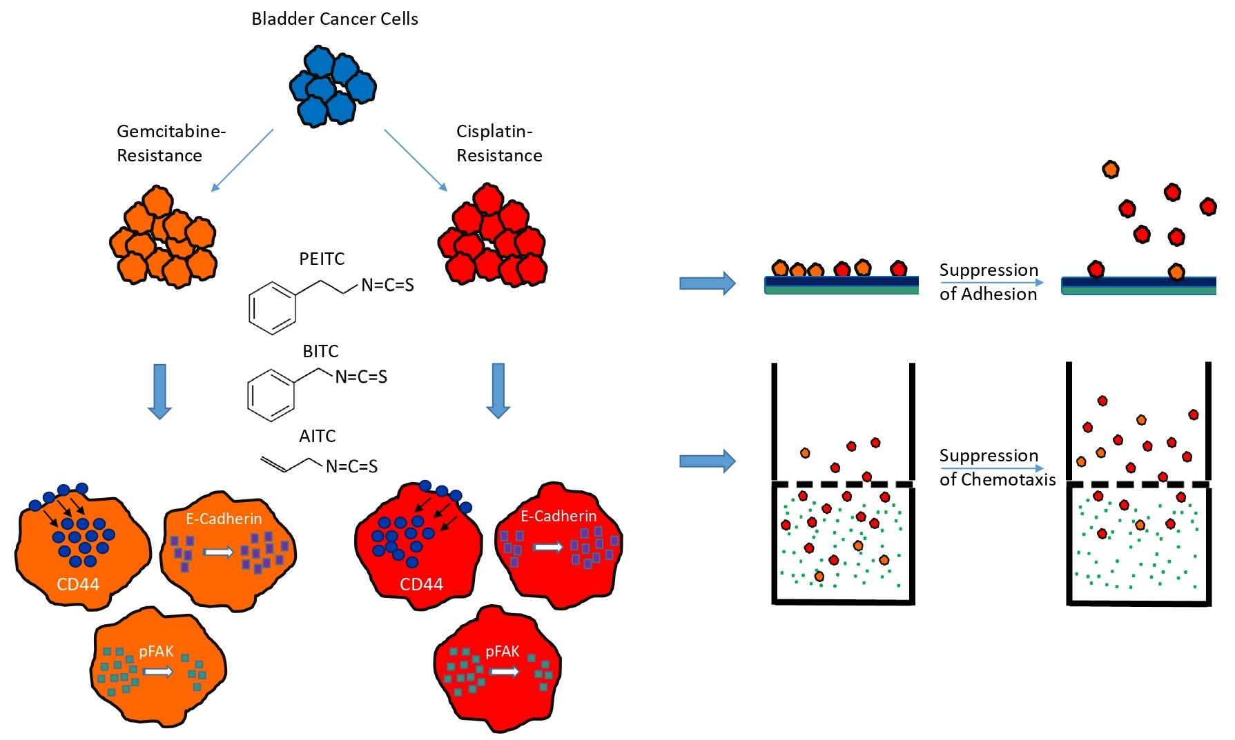 Natural Isothiocyanates Block Adhesion and Invasion of Gemcitabine- and ...