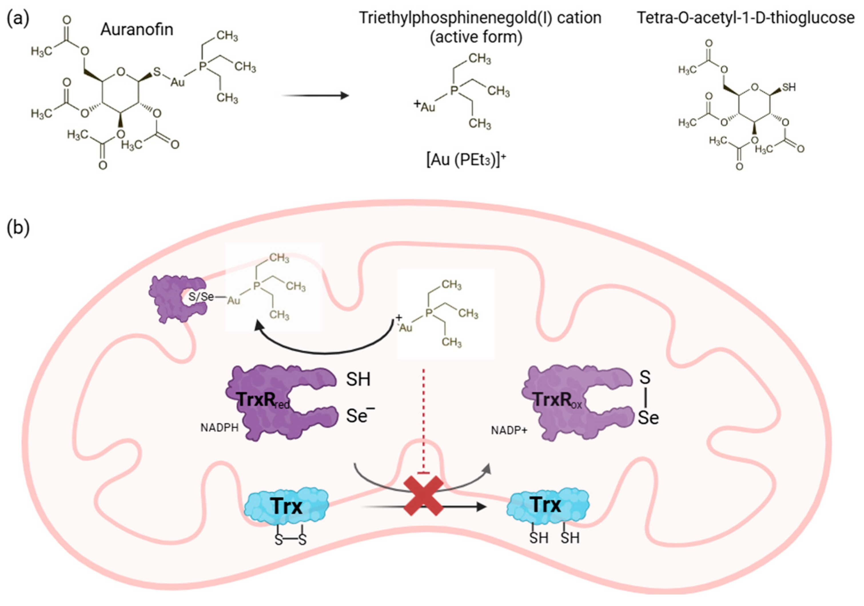 Auranofin Combination Therapy: A New Frontier in Cancer Treatment