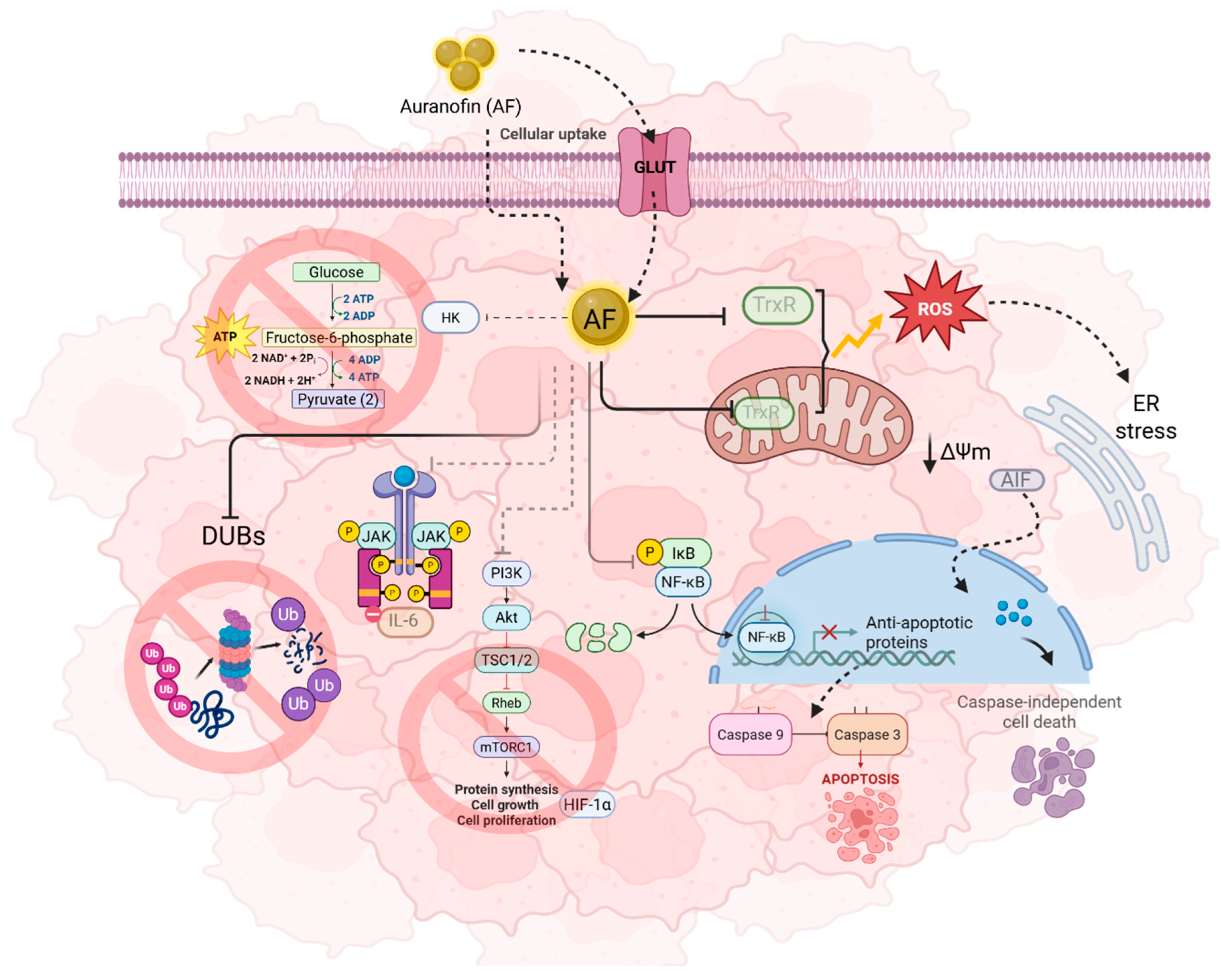 Auranofin Combination Therapy: A New Frontier in Cancer Treatment