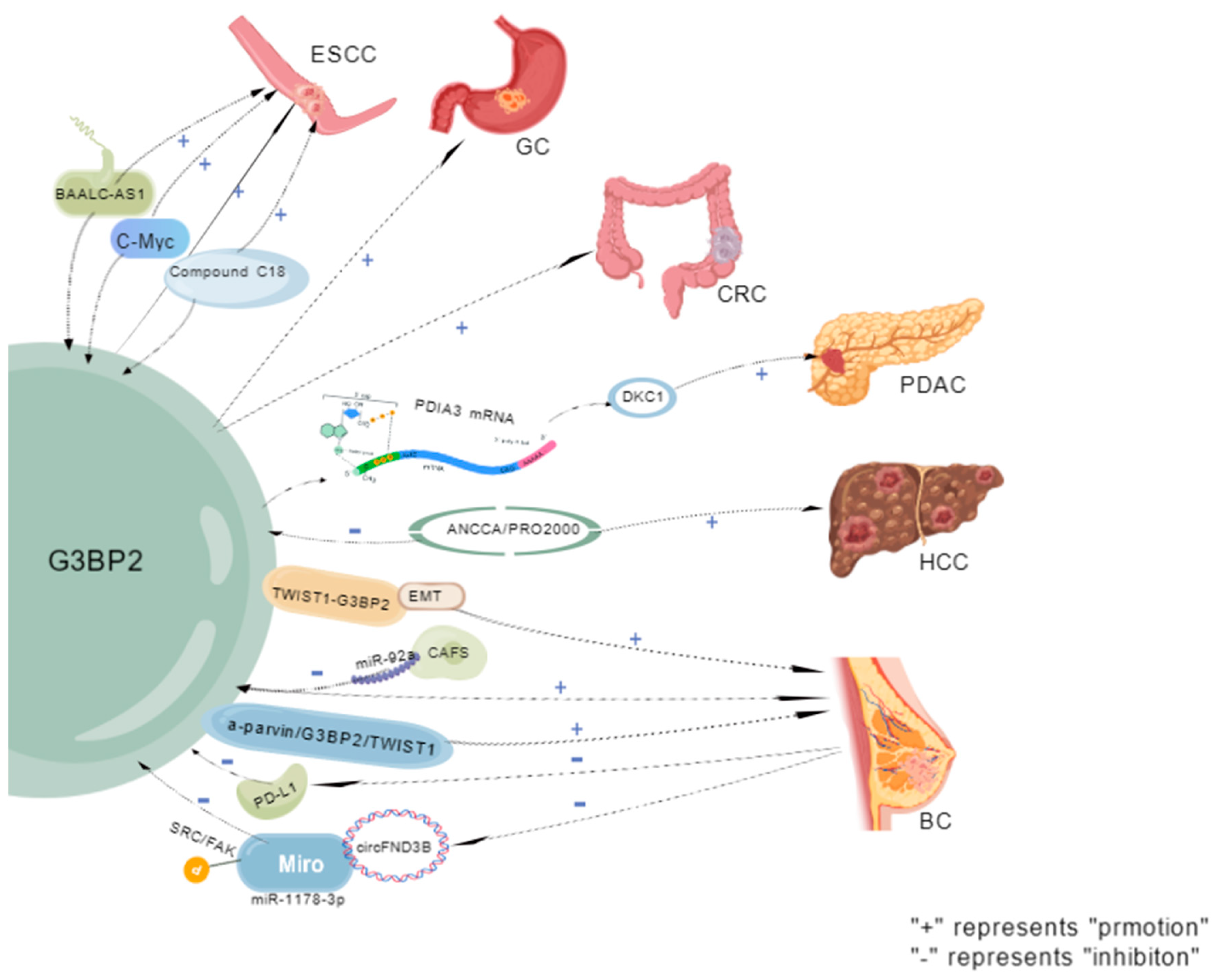 Research Progress on the Biological Function, Disease-Driving Mechanism ...