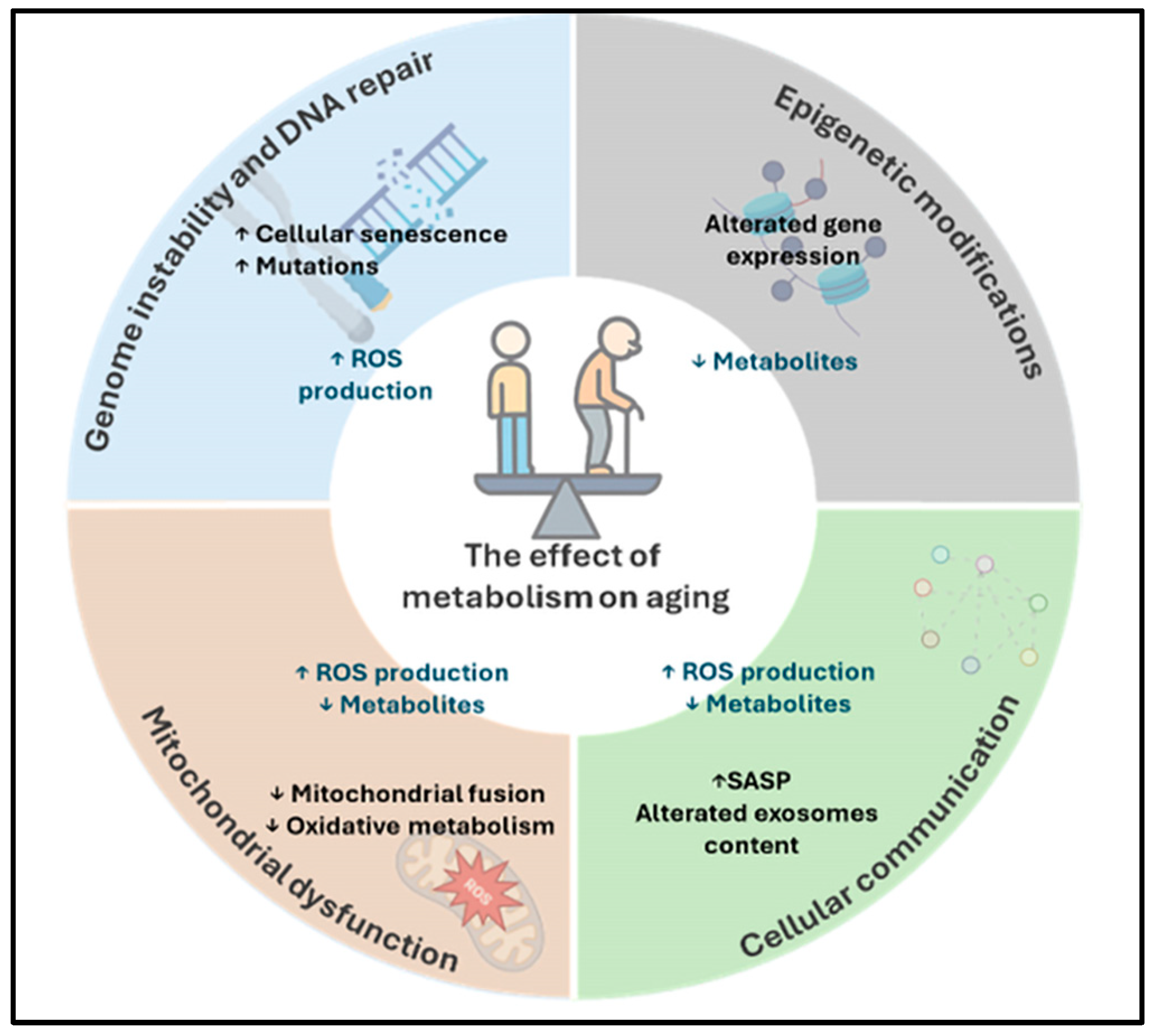 Nutritional Strategies and Aging: Current Evidence and Future Directions