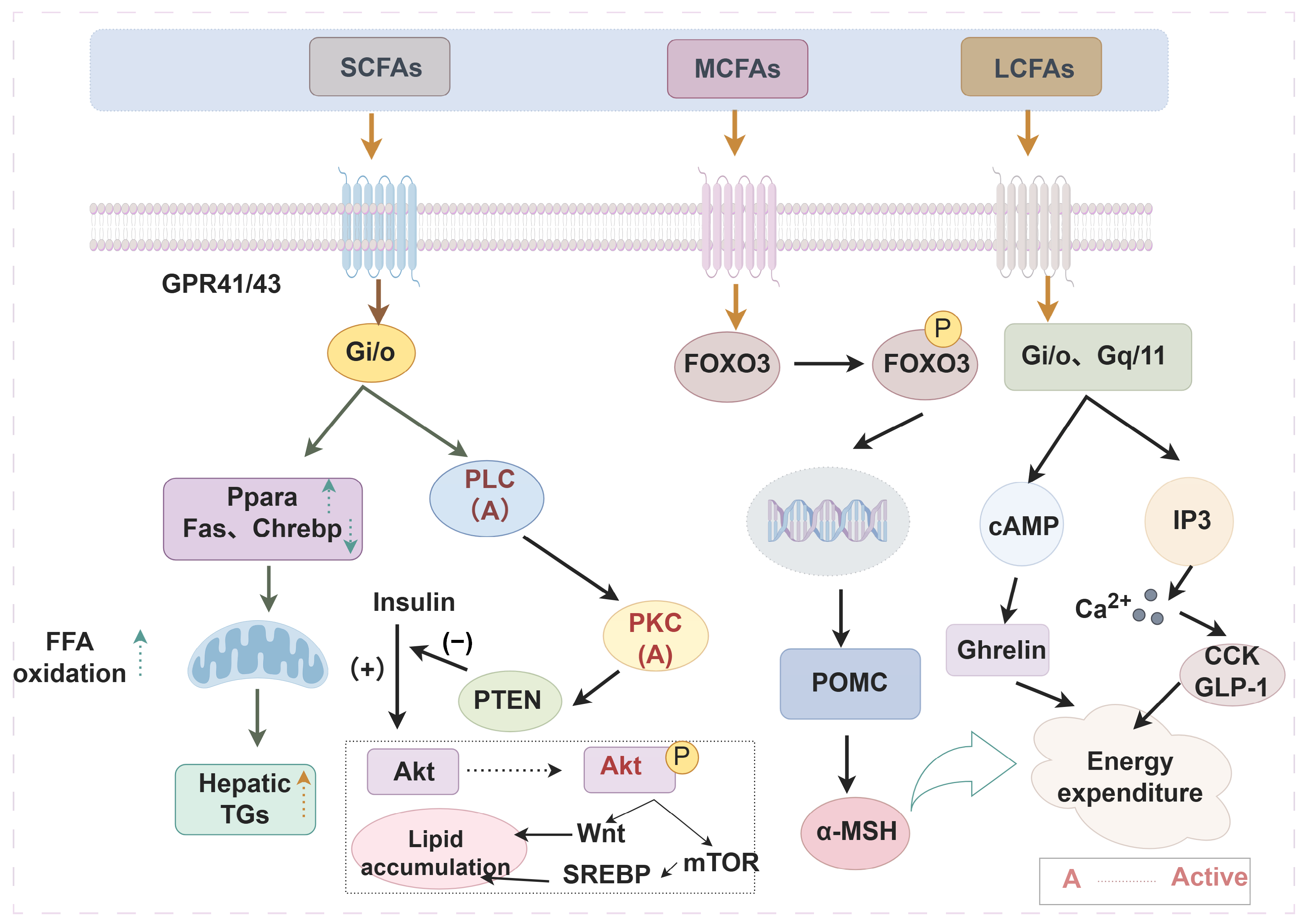 The Effect of Alkyl Chain Length on Biofunction of Dietary Lipid