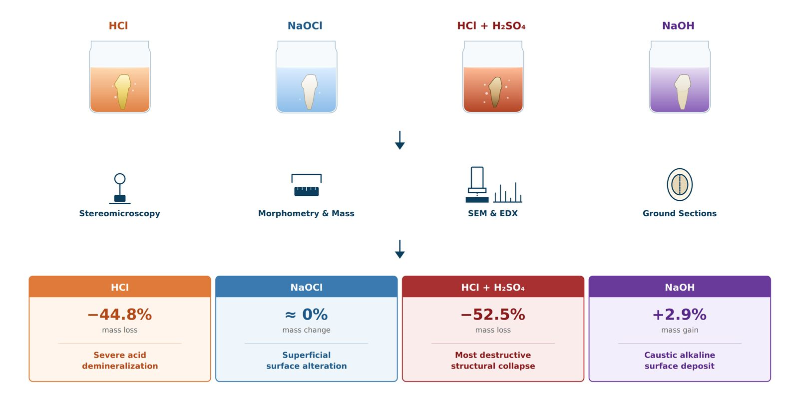 Tracing Corrosive Damage in Human Teeth: A Forensic Pilot Study of ...