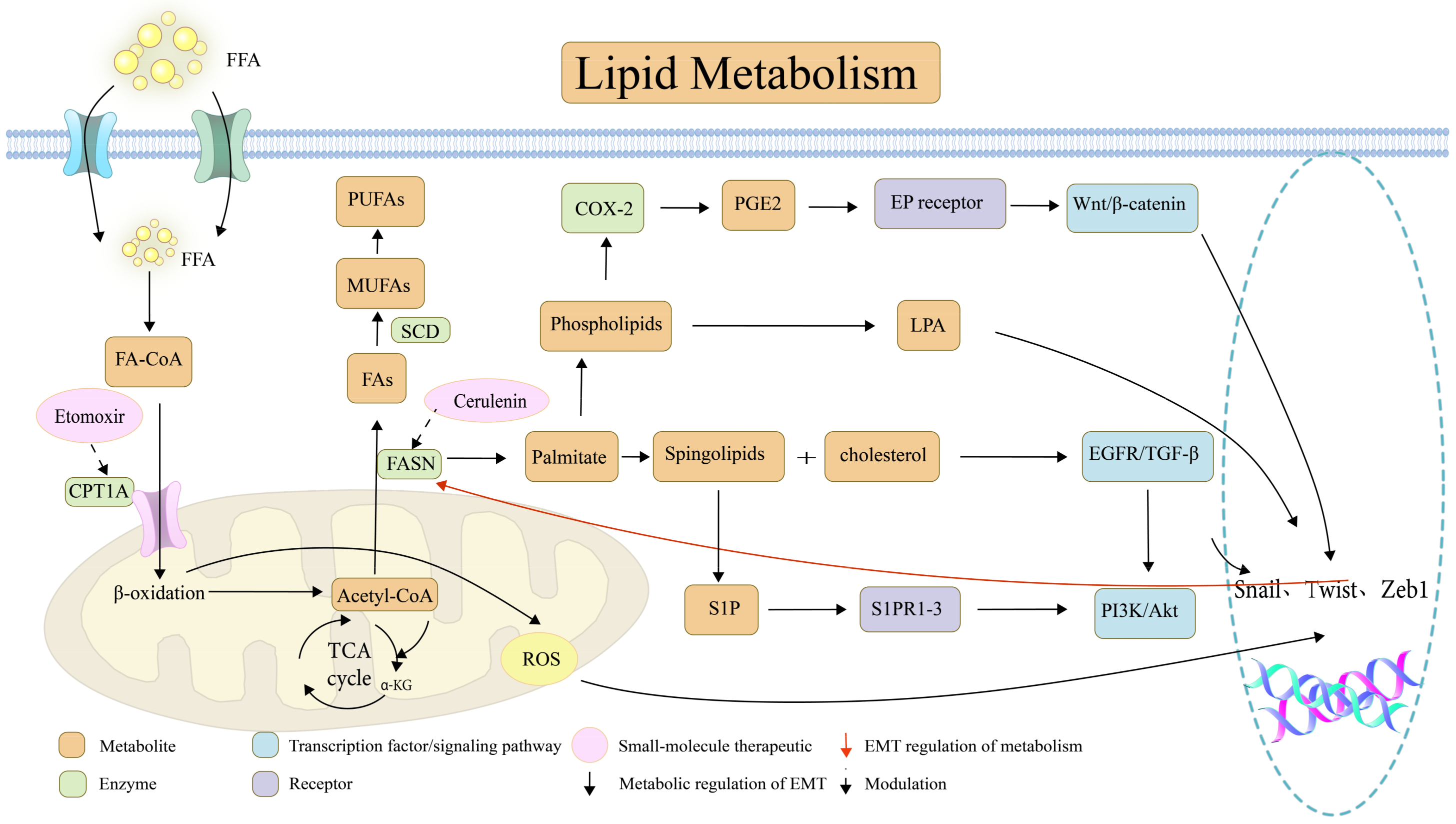 Bidirectional Feedback Between Metabolic Reprogramming and Epithelial ...