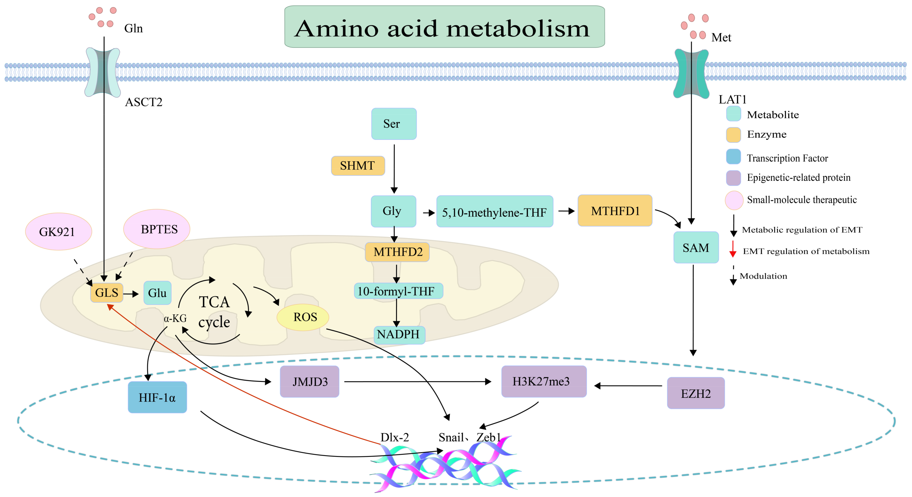 Bidirectional Feedback Between Metabolic Reprogramming and Epithelial ...