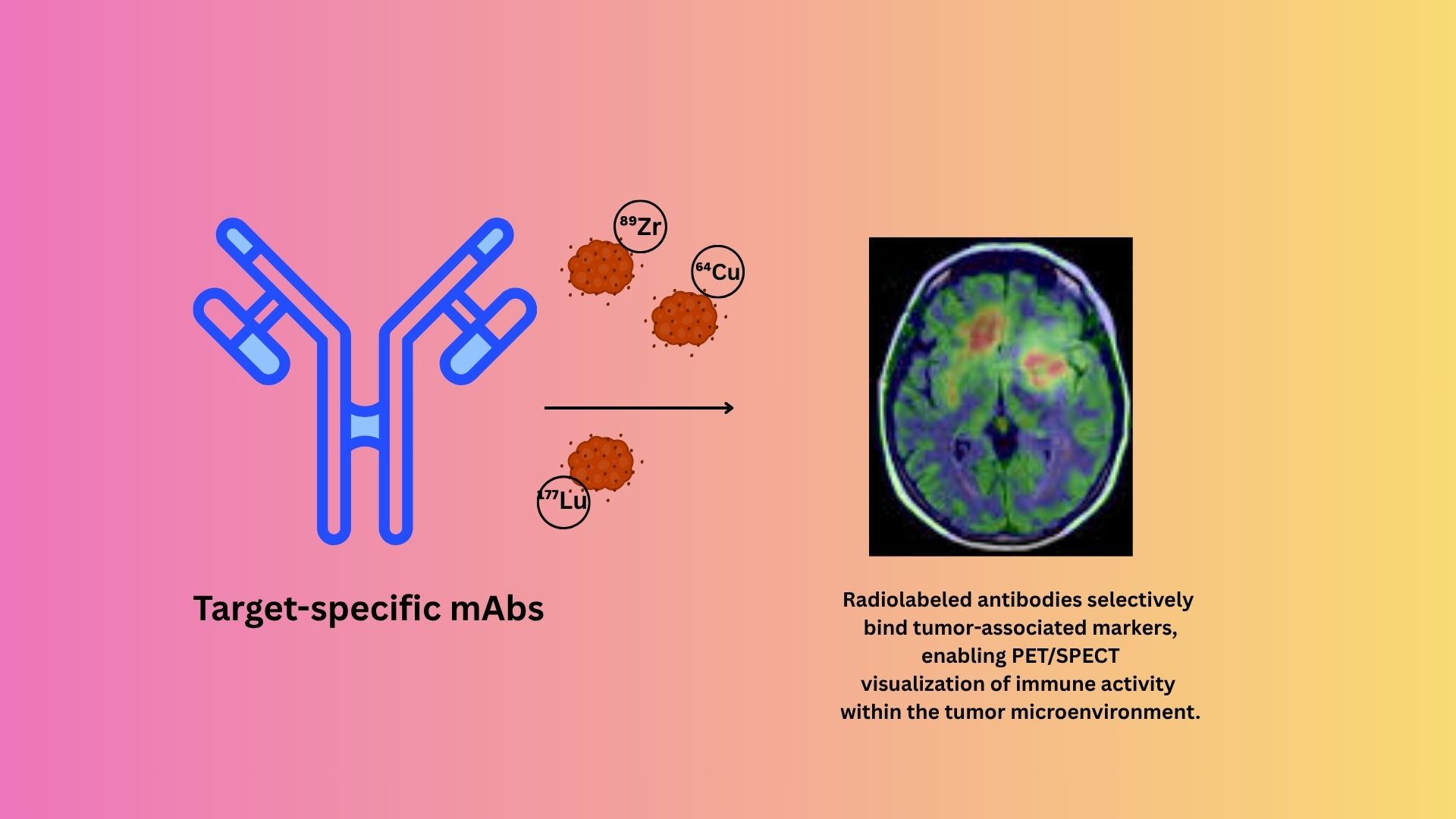 Targeting the Tumor Microenvironment with Radiolabeled Antibodies ...