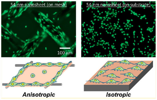 Applications of Nanosheets in Frontier Cellular Research