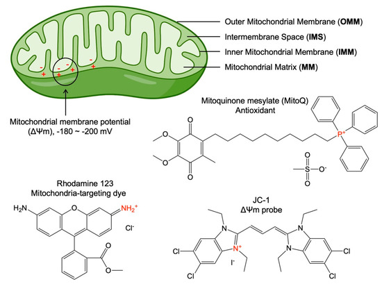 Recent Advancements in Mitochondria-Targeted Nanoparticle Drug Delivery ...