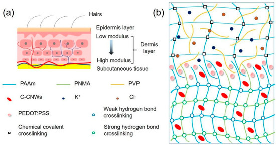 A Bilayer Skin-Inspired Hydrogel with Strong Bonding Interface