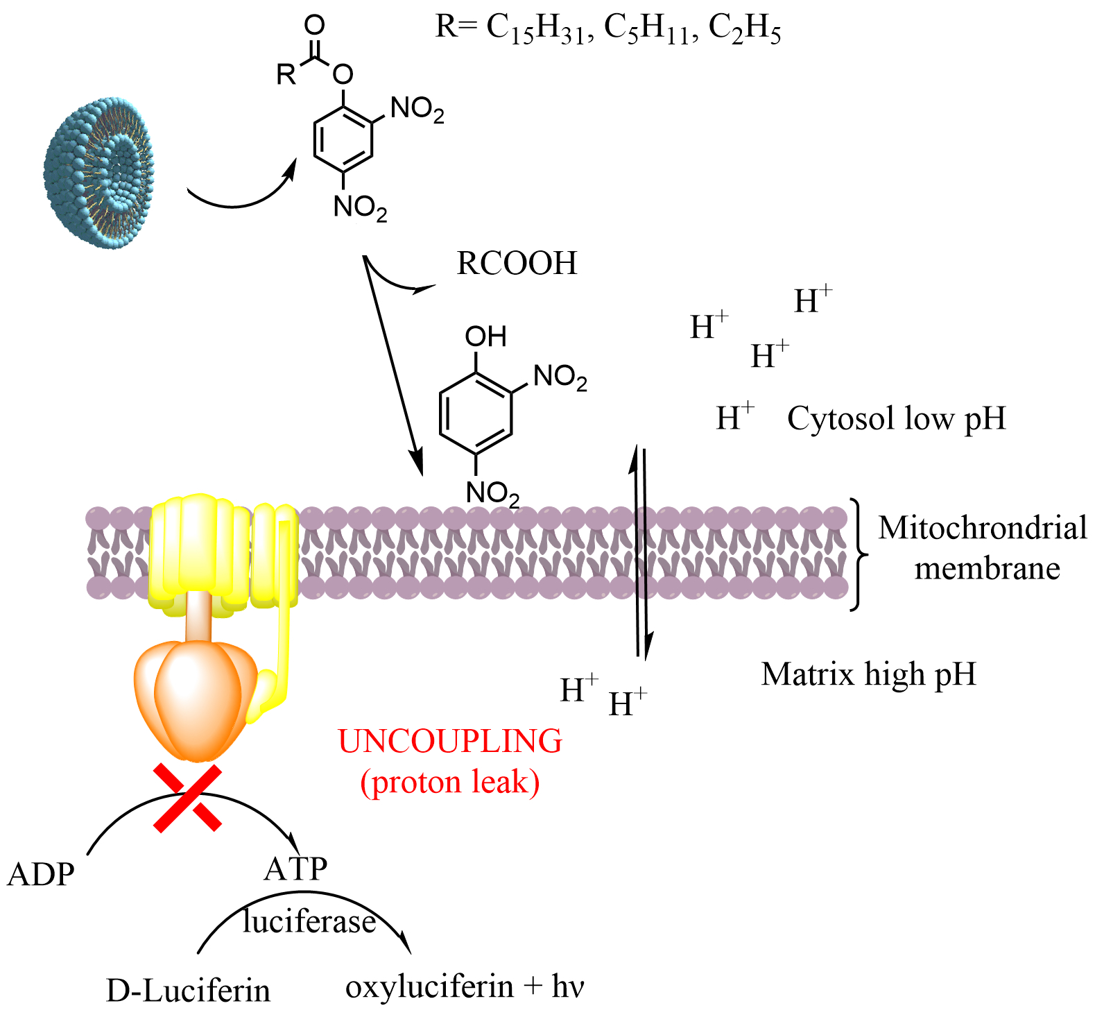 Nanomaterials Free Full Text Liposomal Form Of 2 4 Dinitrophenol Nanomaterials Free Full Text Liposomal Form Of 2 4 Dinitrophenol