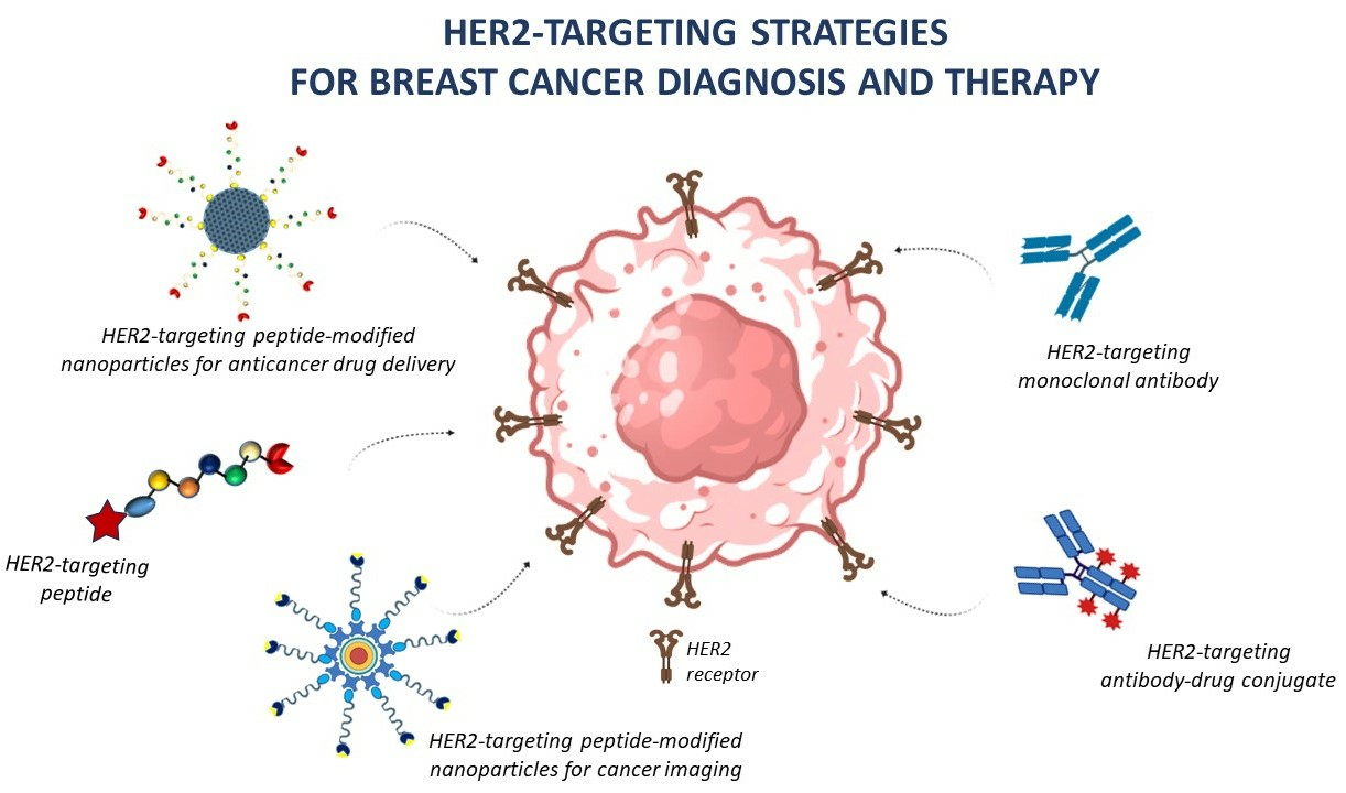 Peptides Targeting HER2 Positive Breast Cancer Cells And Applications Peptides Targeting HER2 Positive Breast Cancer Cells And Applications