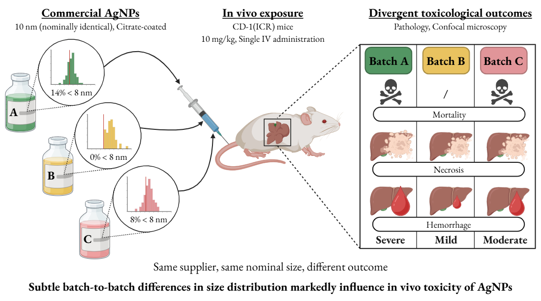 Batch-Dependent Hepatobiliary Toxicity of 10 nm Silver Nanoparticles ...
