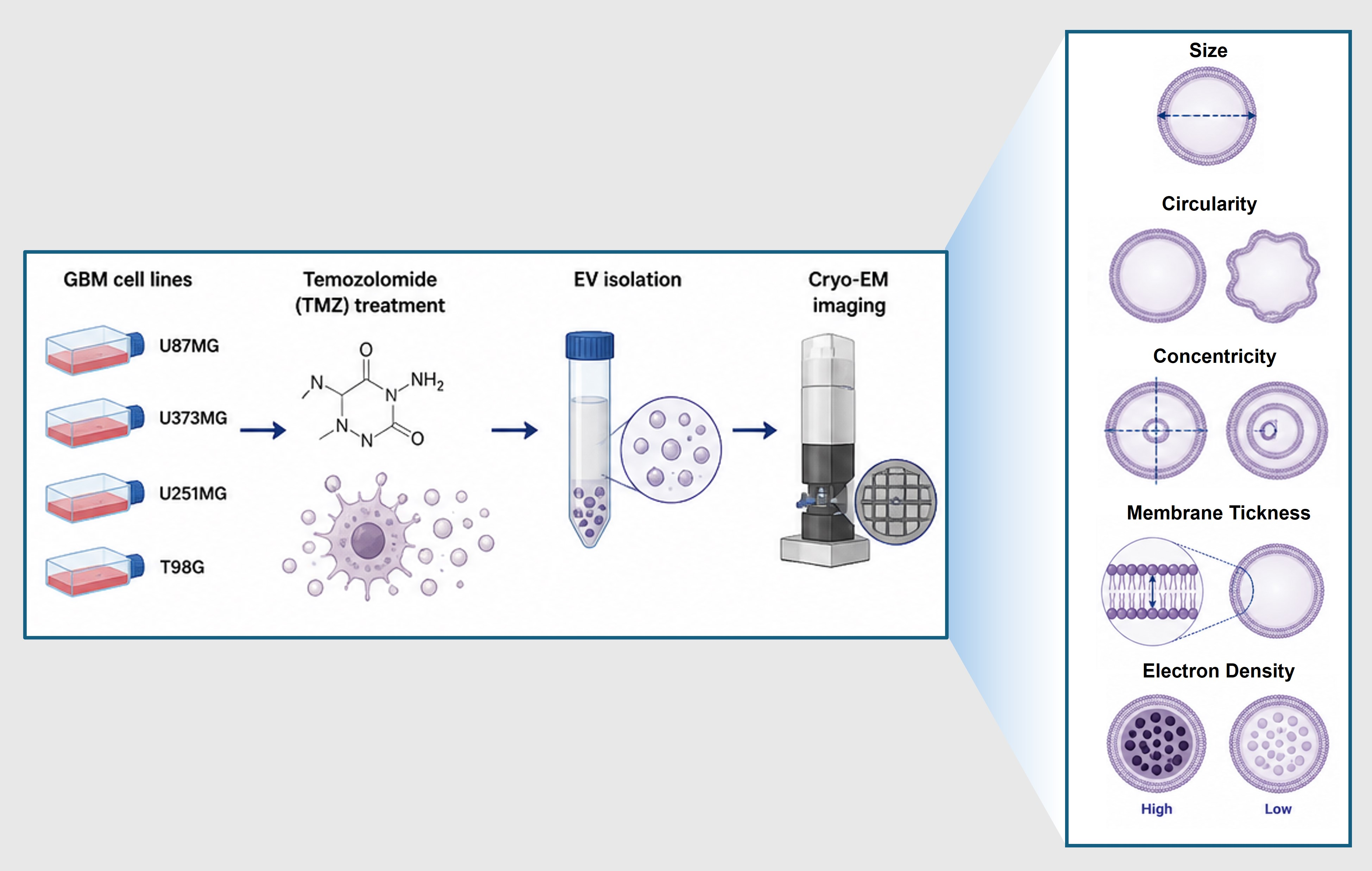 Cryogenic Electron Microscopy of Extracellular Vesicles from ...