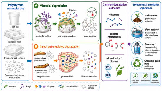 Microbial and Insect Gut-Mediated Polystyrene Microplastic Degradation ...