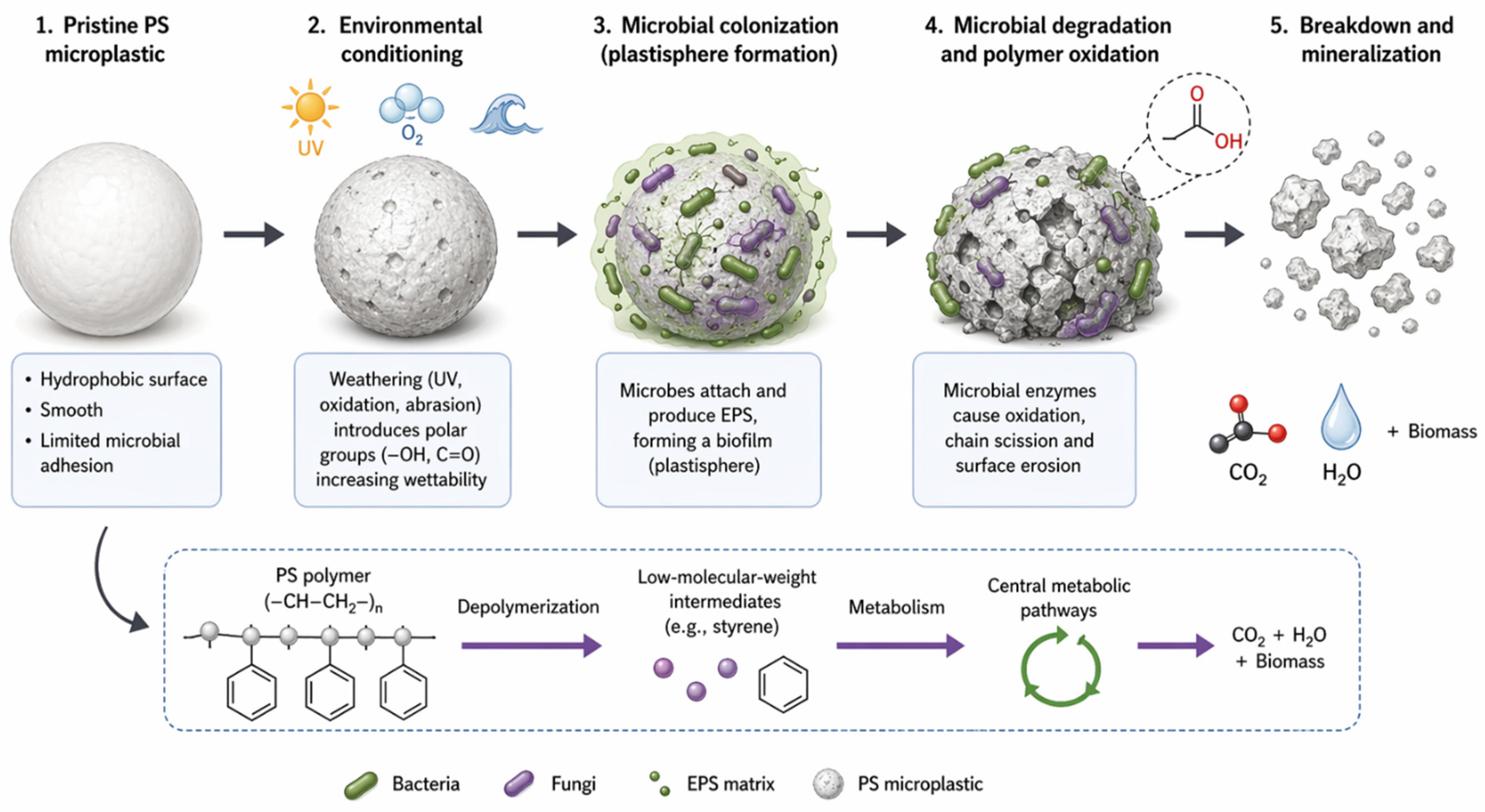 Microbial and Insect Gut-Mediated Polystyrene Microplastic Degradation ...