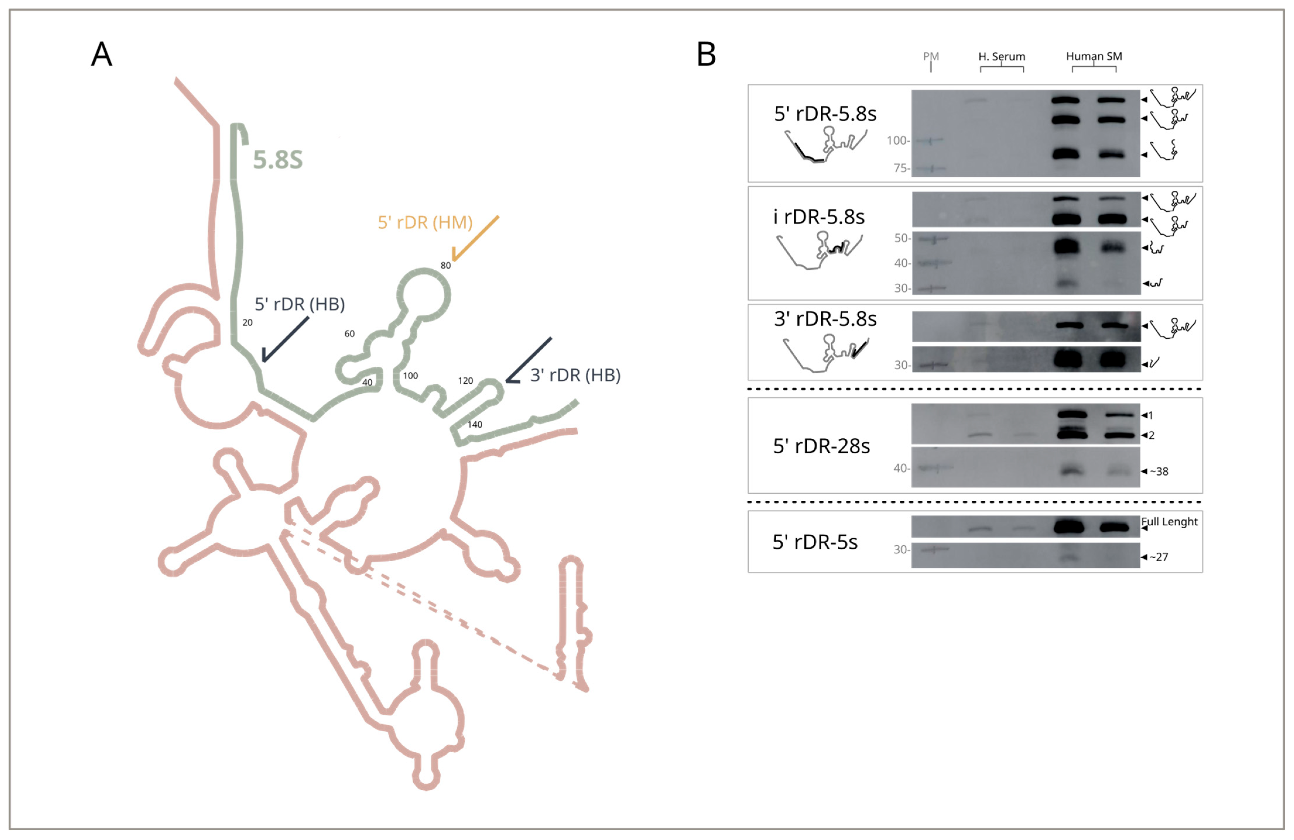Extracellular Small RNAs in Human Milk: Molecular Profiles, Stability ...