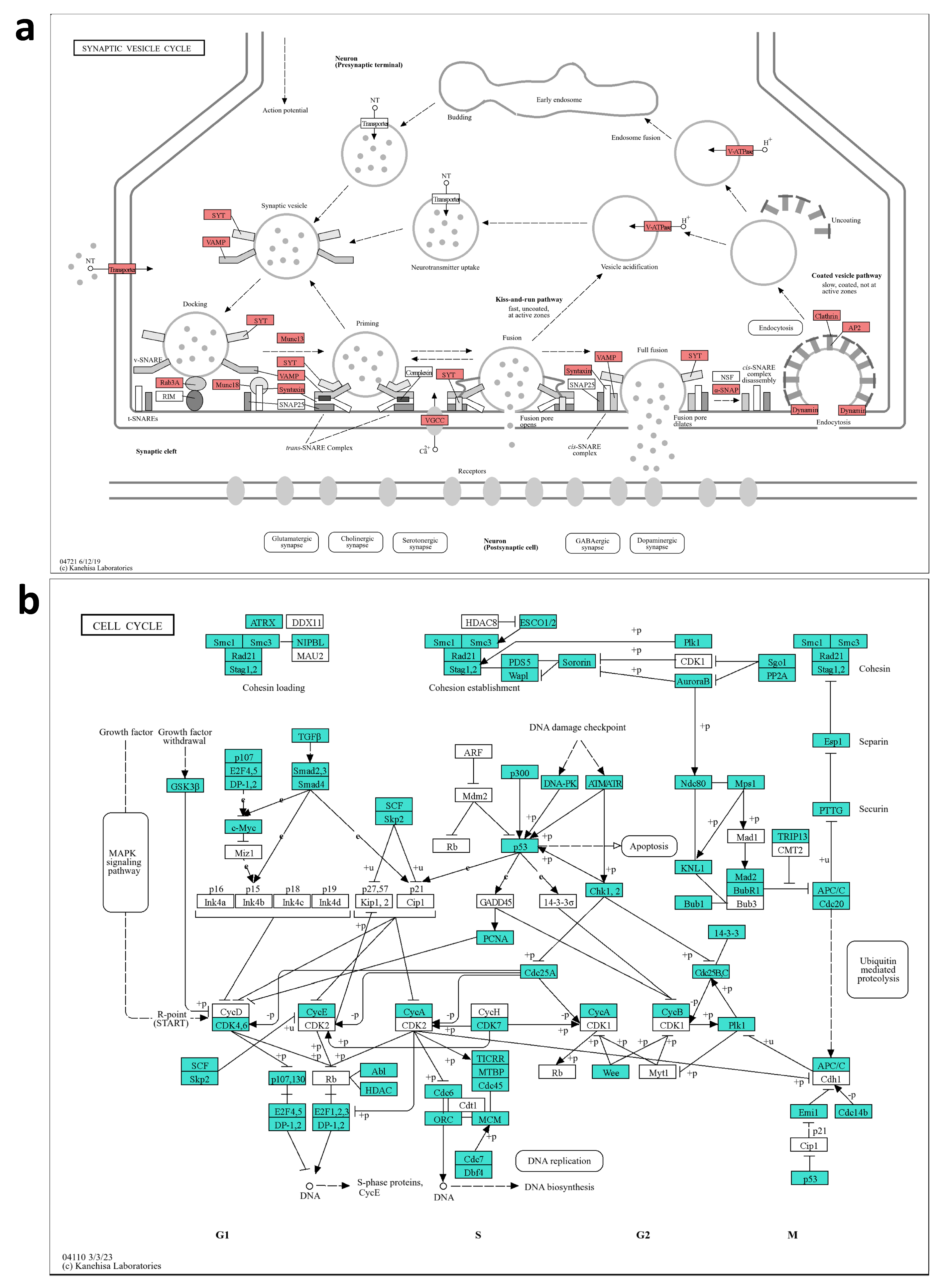 RNA-Seq Analysis of Neuronal Gene Expression Changes in Rat Müller Glia ...