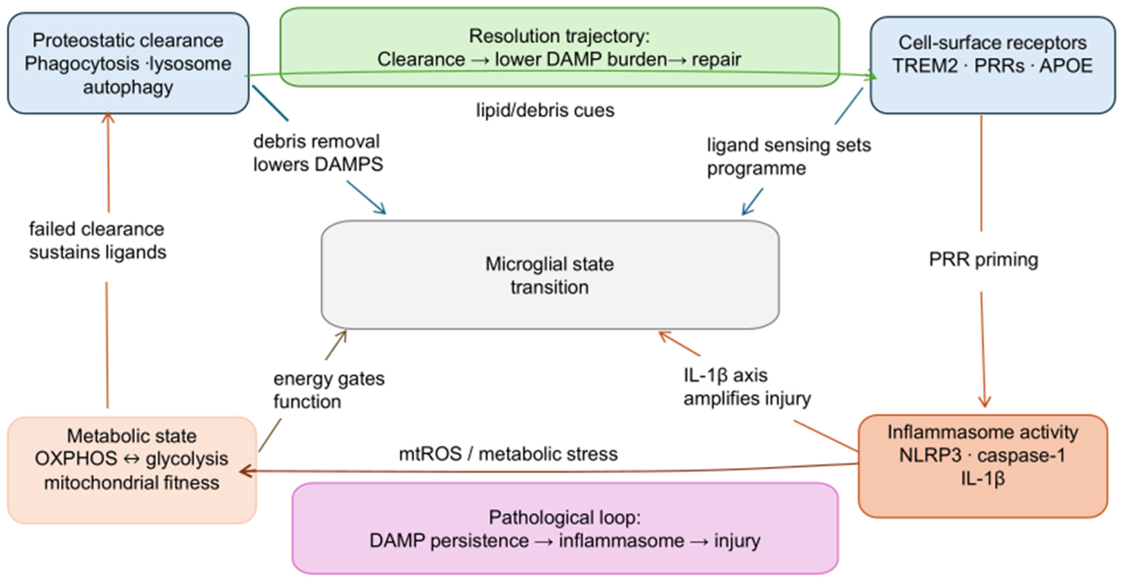 Reprogramming Neuroinflammation After Stroke: A Coupled Network Model ...