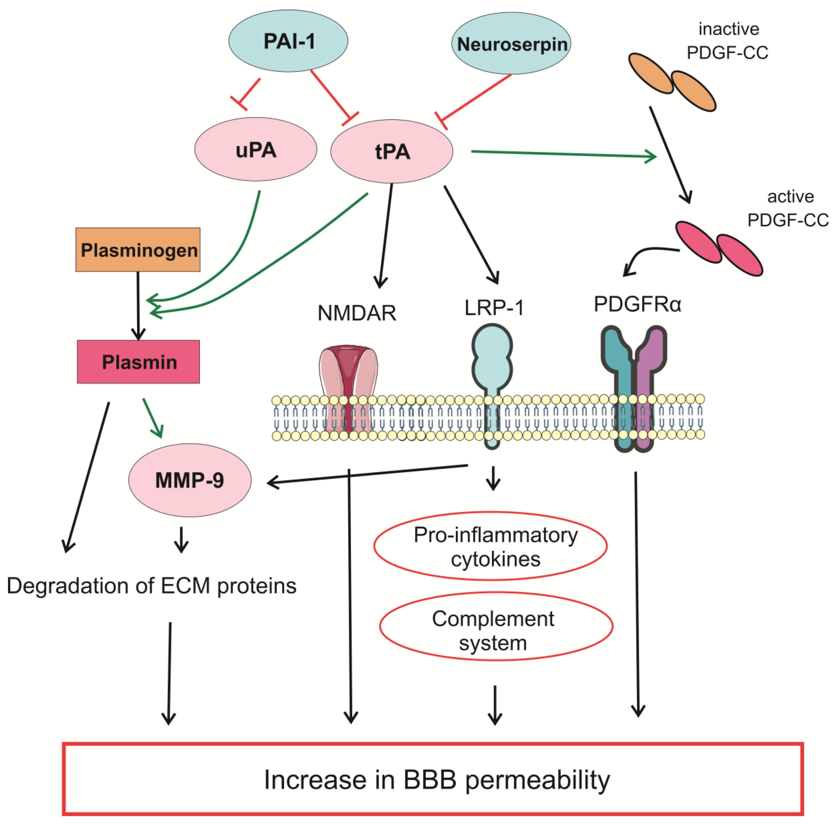 The Role of Blood–Brain Barrier Disruption in Epilepsy: Mechanisms and ...