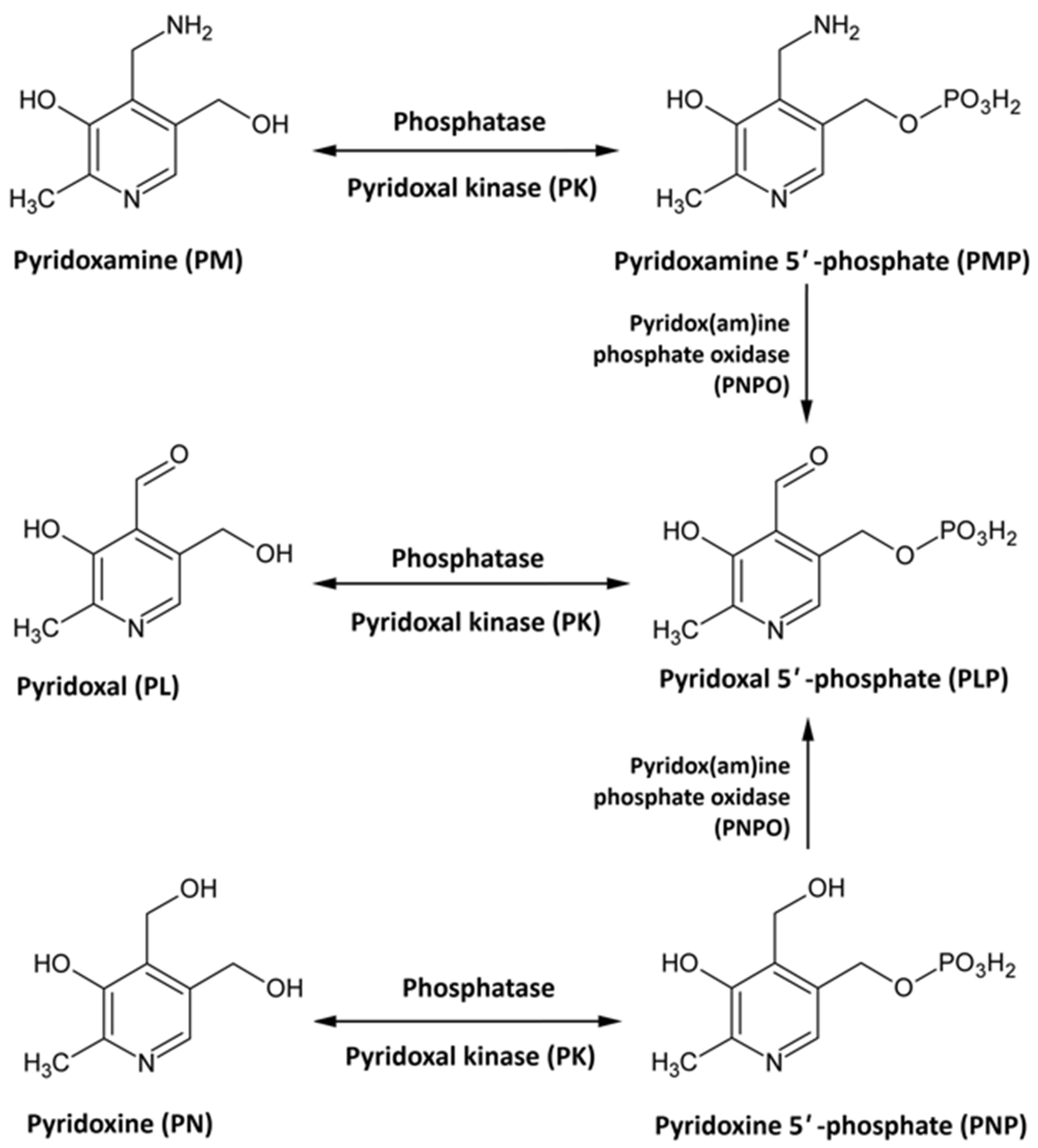 Emerging Therapeutic Approaches for Tic Alleviation in Tourette ...