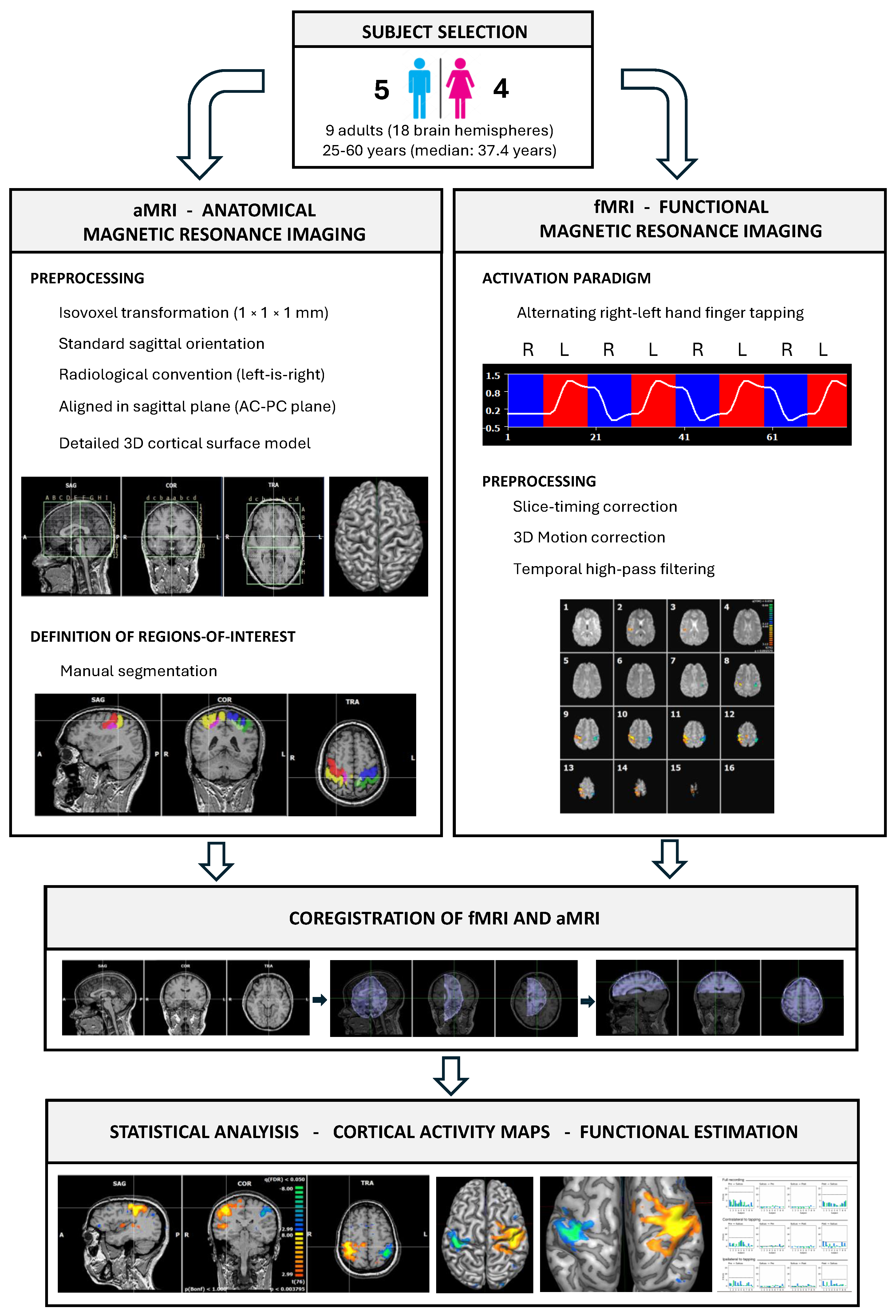 Functional Connectivity Between Human Motor and Somatosensory Areas ...
