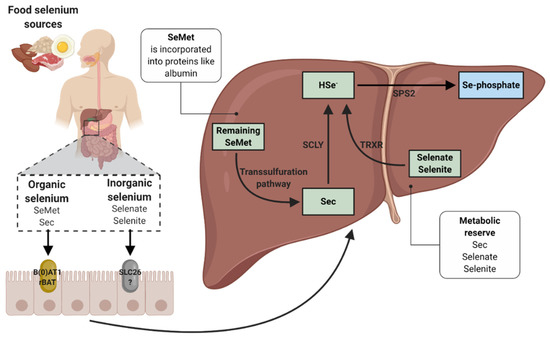 Nutrients | Free Full-Text | The Relevance of Selenium Status in ...