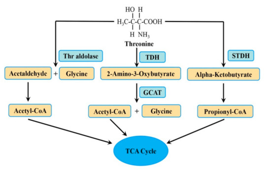 Physiological Functions of Threonine in Animals: Beyond Nutrition ...