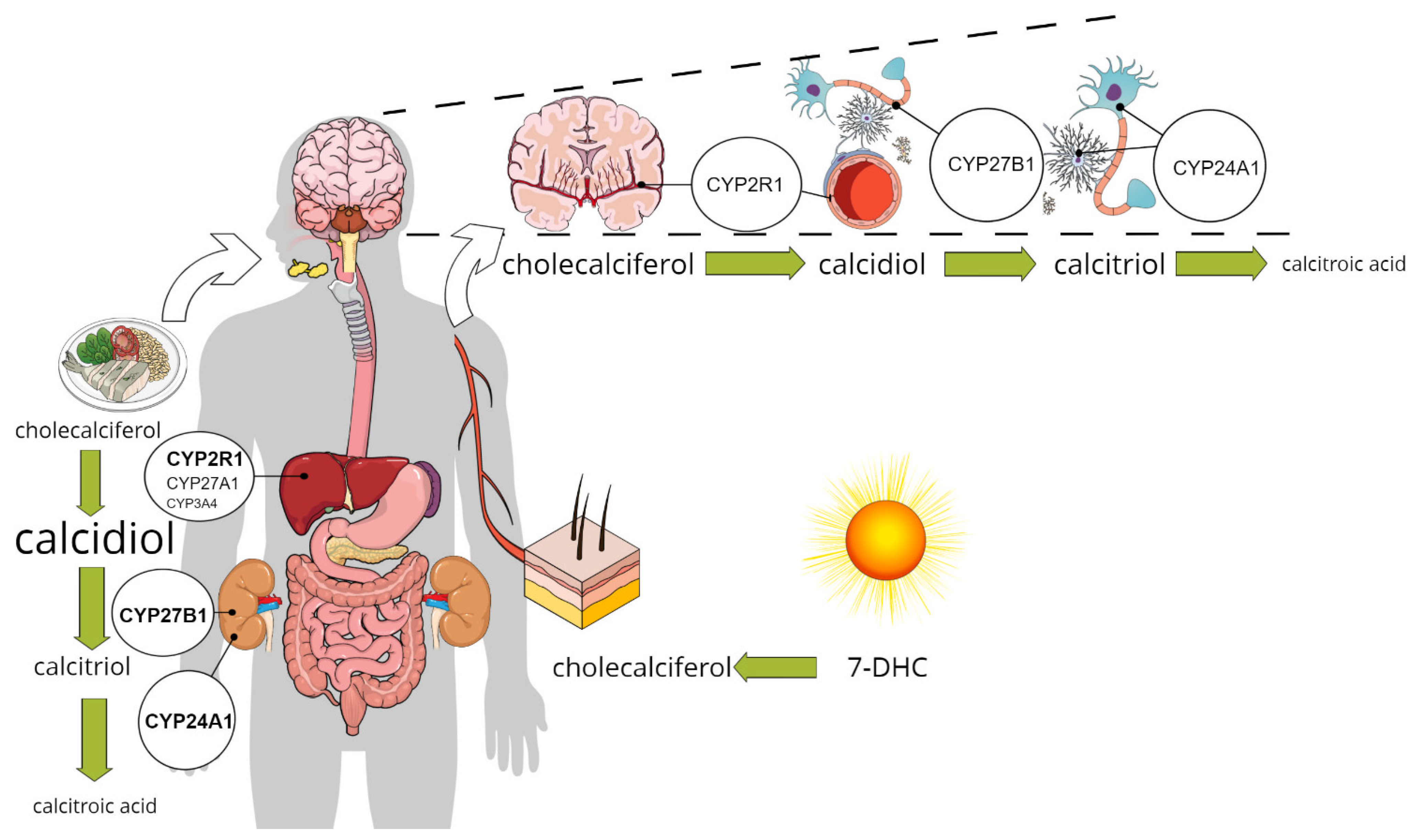 Nutrients Free Full Text Role Of Vitamin D In Cognitive Dysfunction Nutrients Free Full Text Role Of Vitamin D In Cognitive Dysfunction