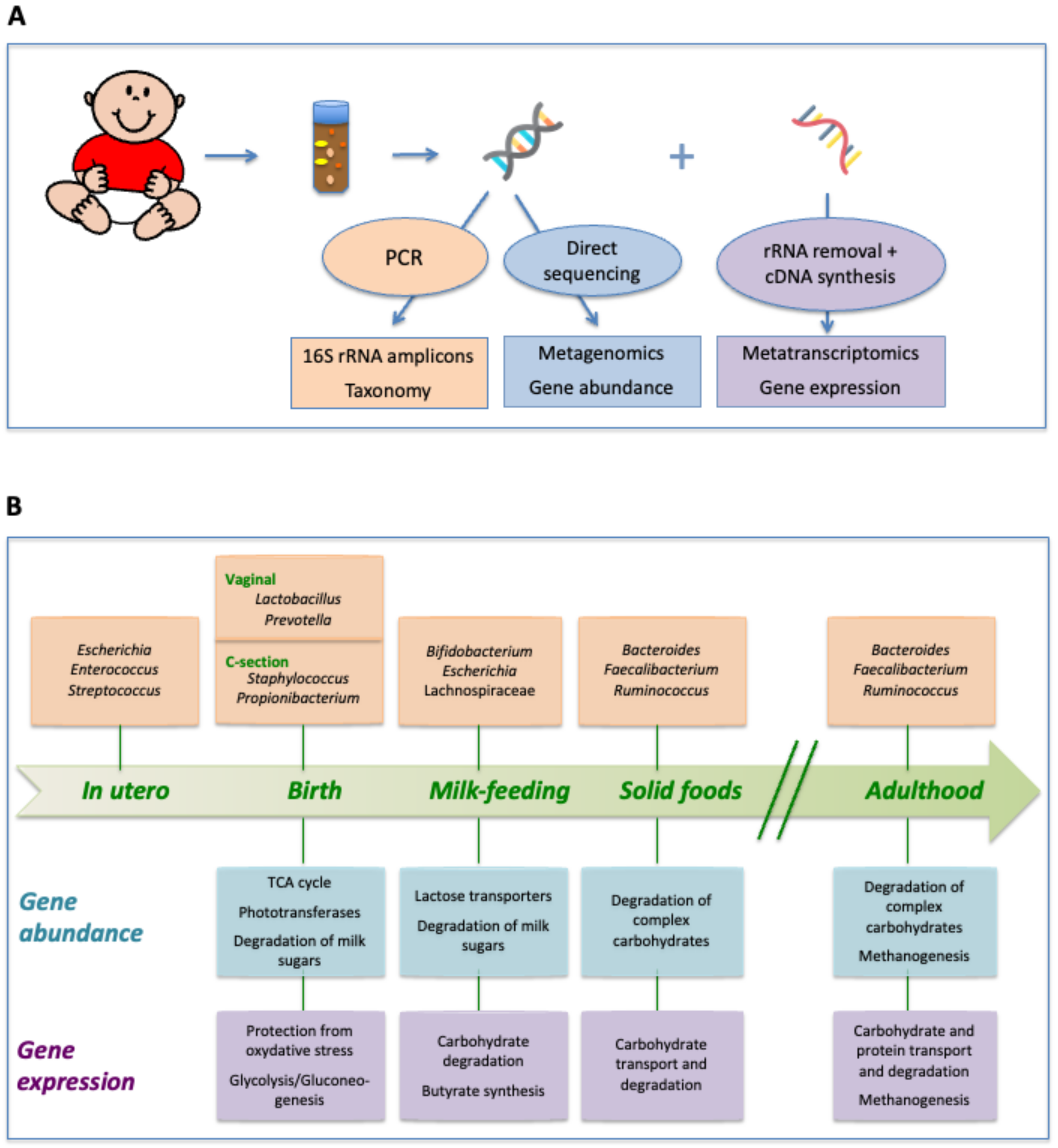 Nutrients Free Full Text Nutrition Gut Microbiota And Allergy Nutrients Free Full Text Nutrition Gut Microbiota And Allergy