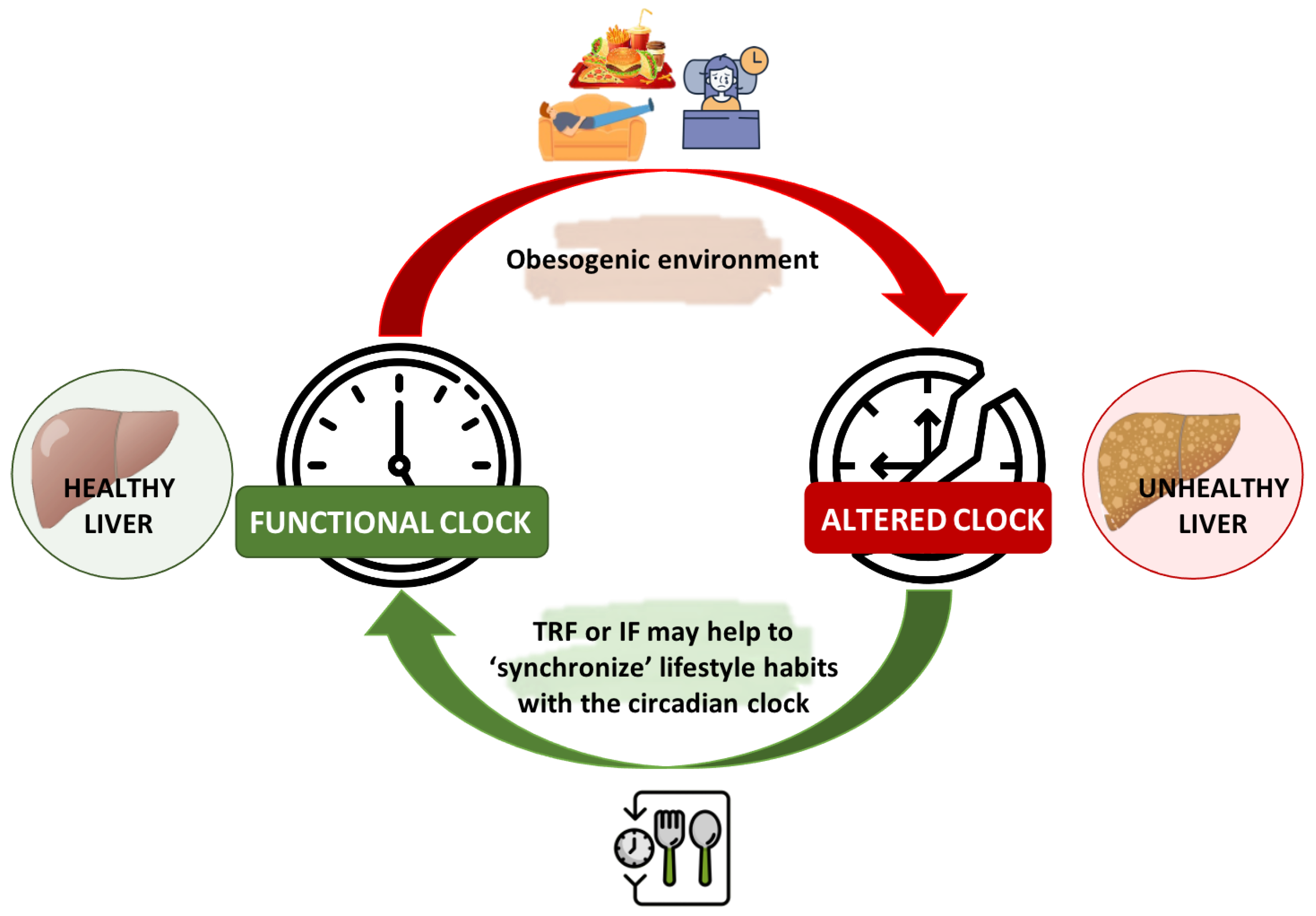 Nutrients Free Full Text Role Of Circadian Clock On The Nutrients Free Full Text Role Of Circadian Clock On The