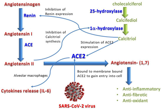 The Impact of Serum Levels of Vitamin D3 and Its Metabolites on the ...