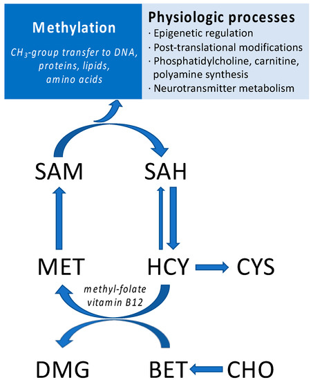 Revisiting One-Carbon Metabolites in Human Breast Milk: Focus on S ...
