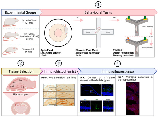 Effects of Caloric Restriction on Spatial Object Recognition Memory ...