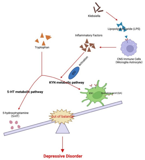 Dysbiosis of the Gut Microbiota and Kynurenine (Kyn) Pathway Activity ...
