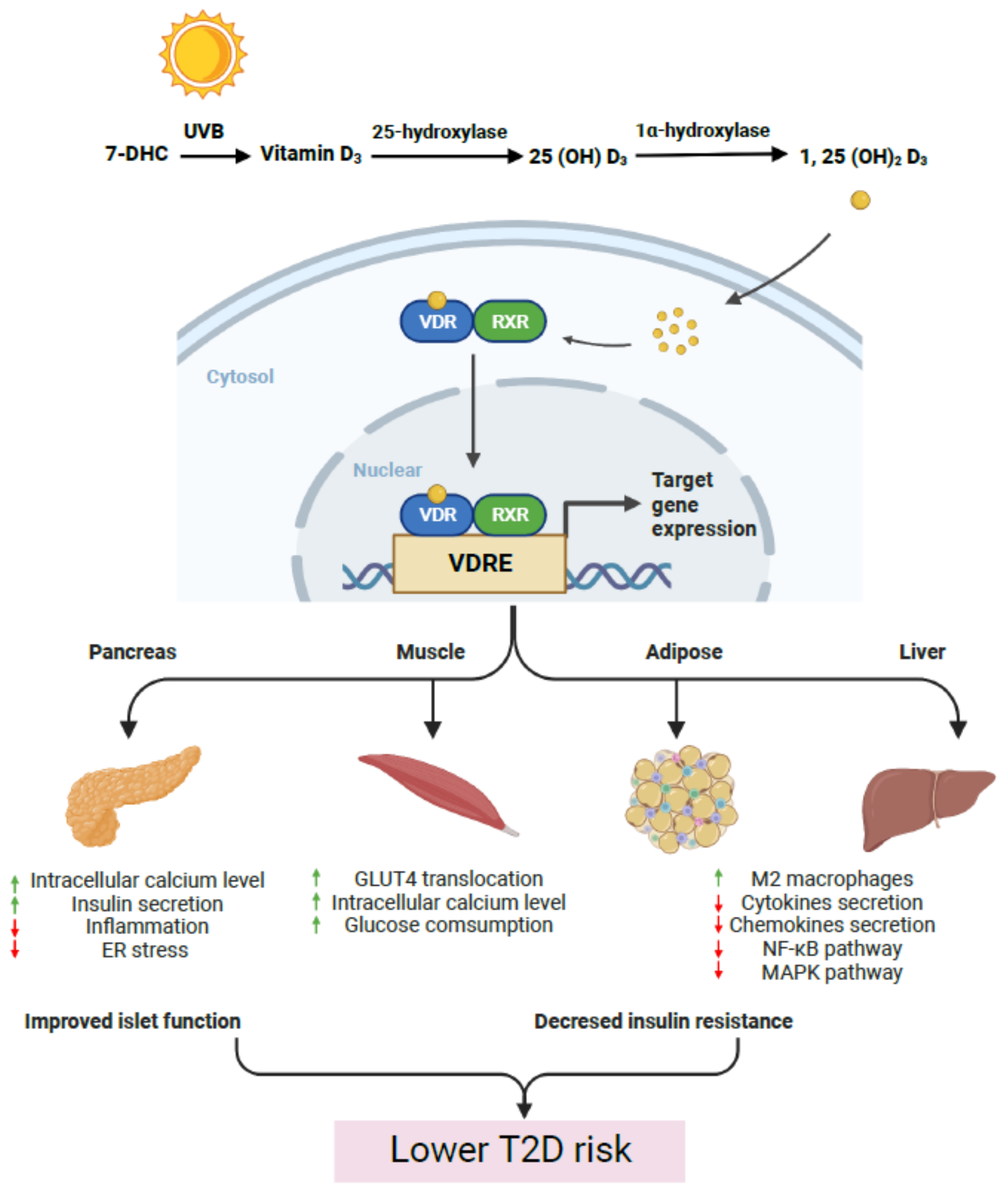 Nutrients Free Full Text Vitamin D In Diabetes Uncovering The Nutrients Free Full Text Vitamin D In Diabetes Uncovering The