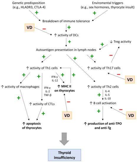 Impact of Vitamin D on Immunopathology of Hashimoto’s Thyroiditis: From ...