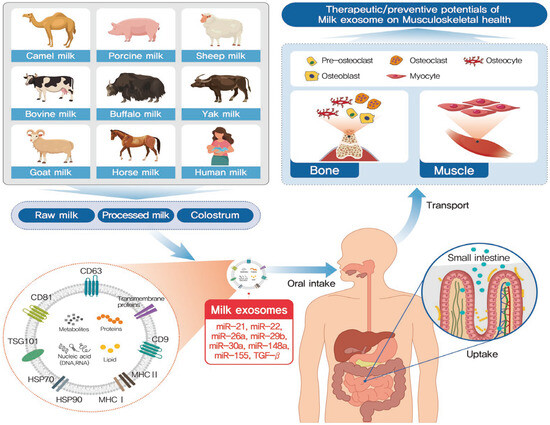 Application of Milk Exosomes for Musculoskeletal Health: Talking Points ...
