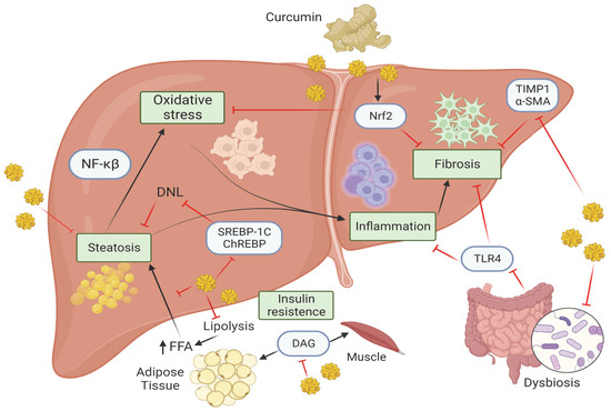 Molecular Mechanisms of Curcumin in the Pathogenesis of Metabolic Dysfunction Associated ...