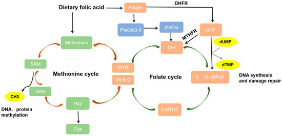 Role of Folate in Liver Diseases
