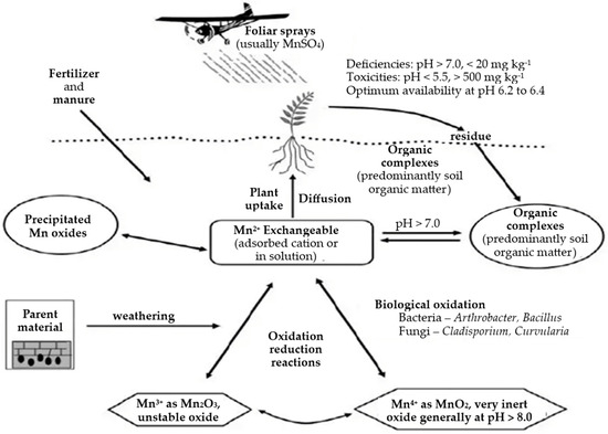 Manganese: From Soil to Human Health—A Comprehensive Overview of Its ...