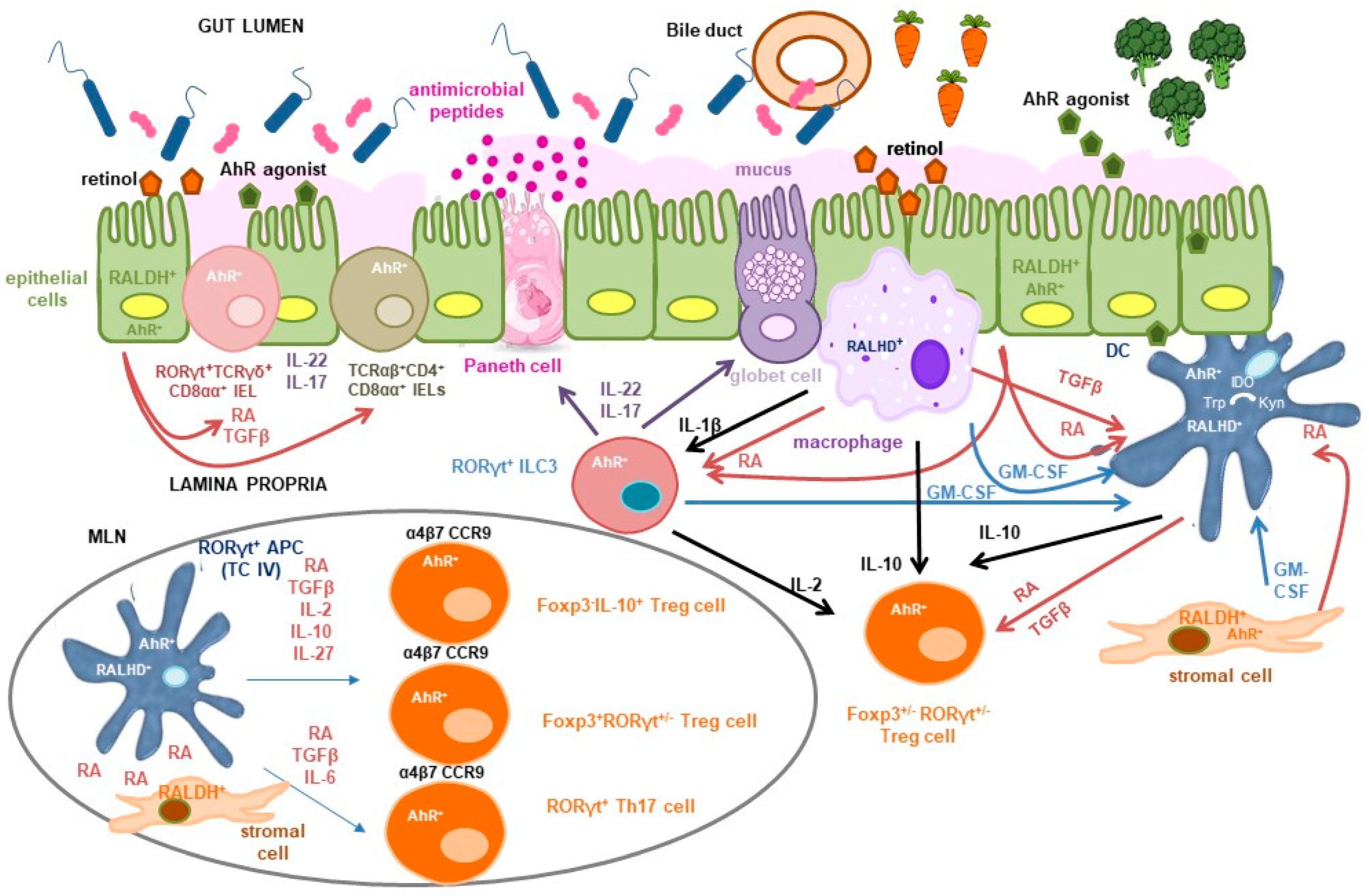 Diet Components, Immune Function and IgE-Mediated Food Allergy