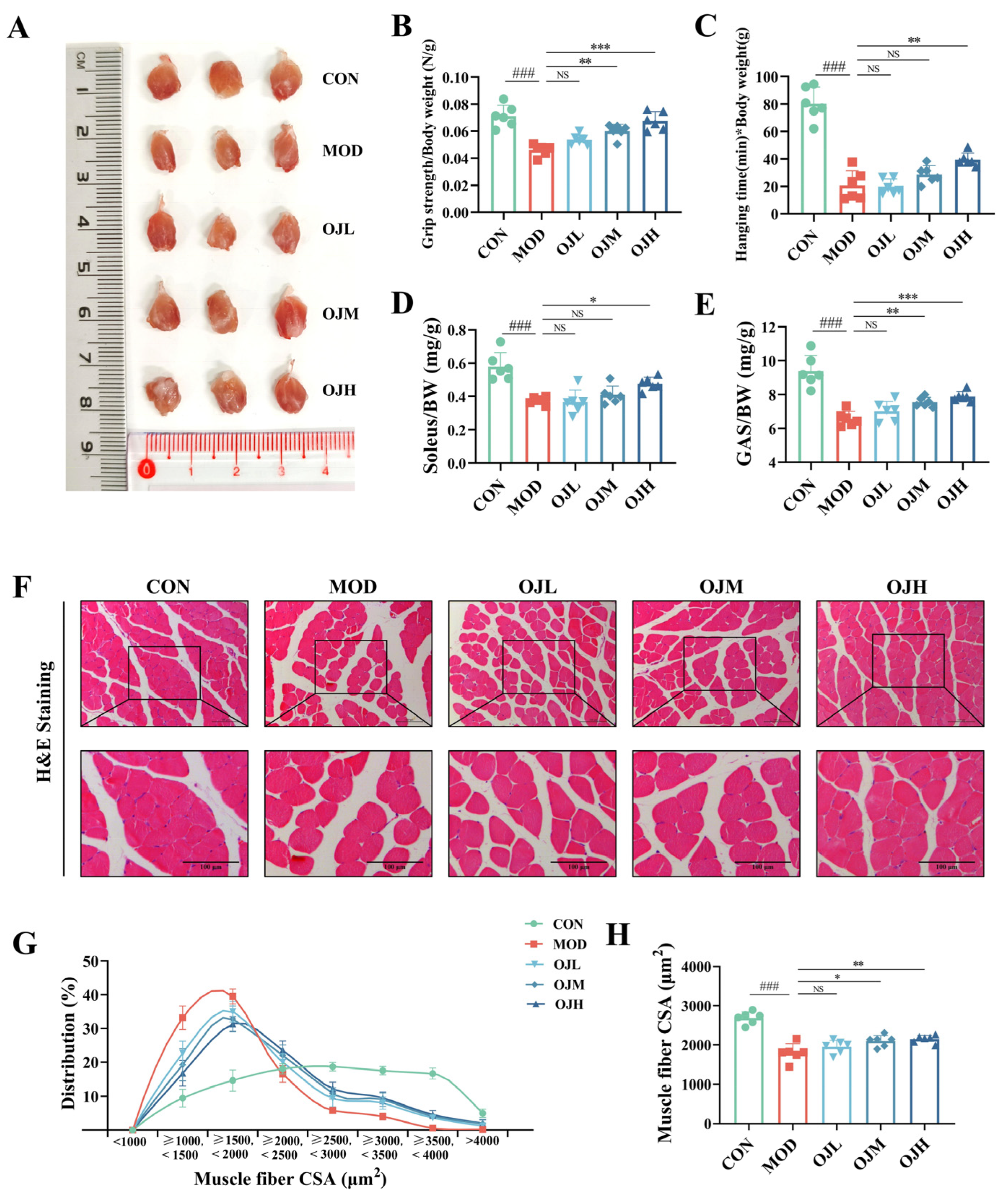 Ophiopogon japonicus Root Extract Attenuates Obesity-Induced Muscle ...