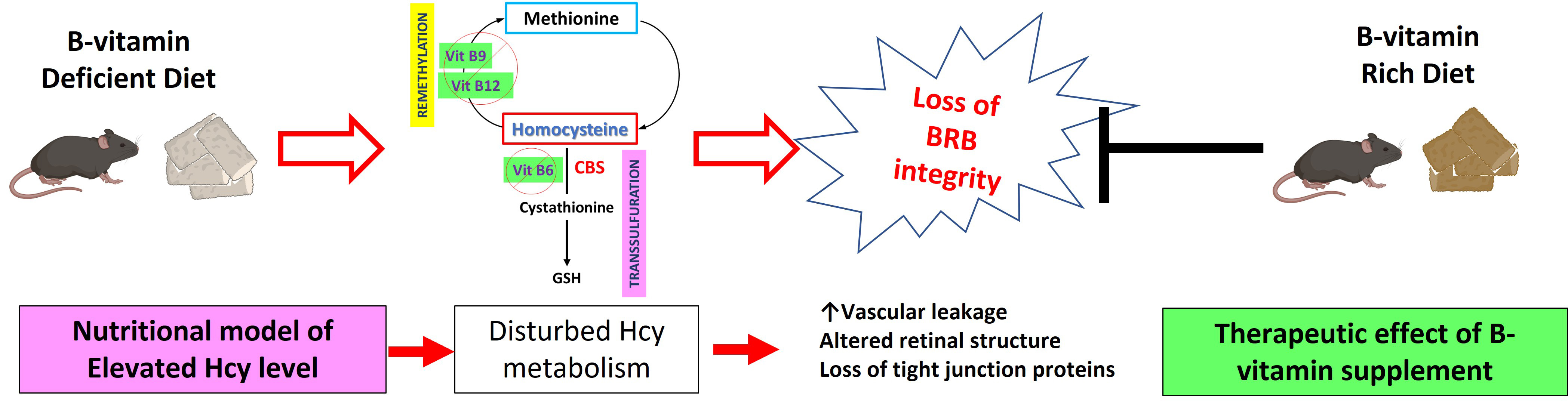 Modulating One-Carbon Metabolism with B-Vitamins to Protect the Retinal ...
